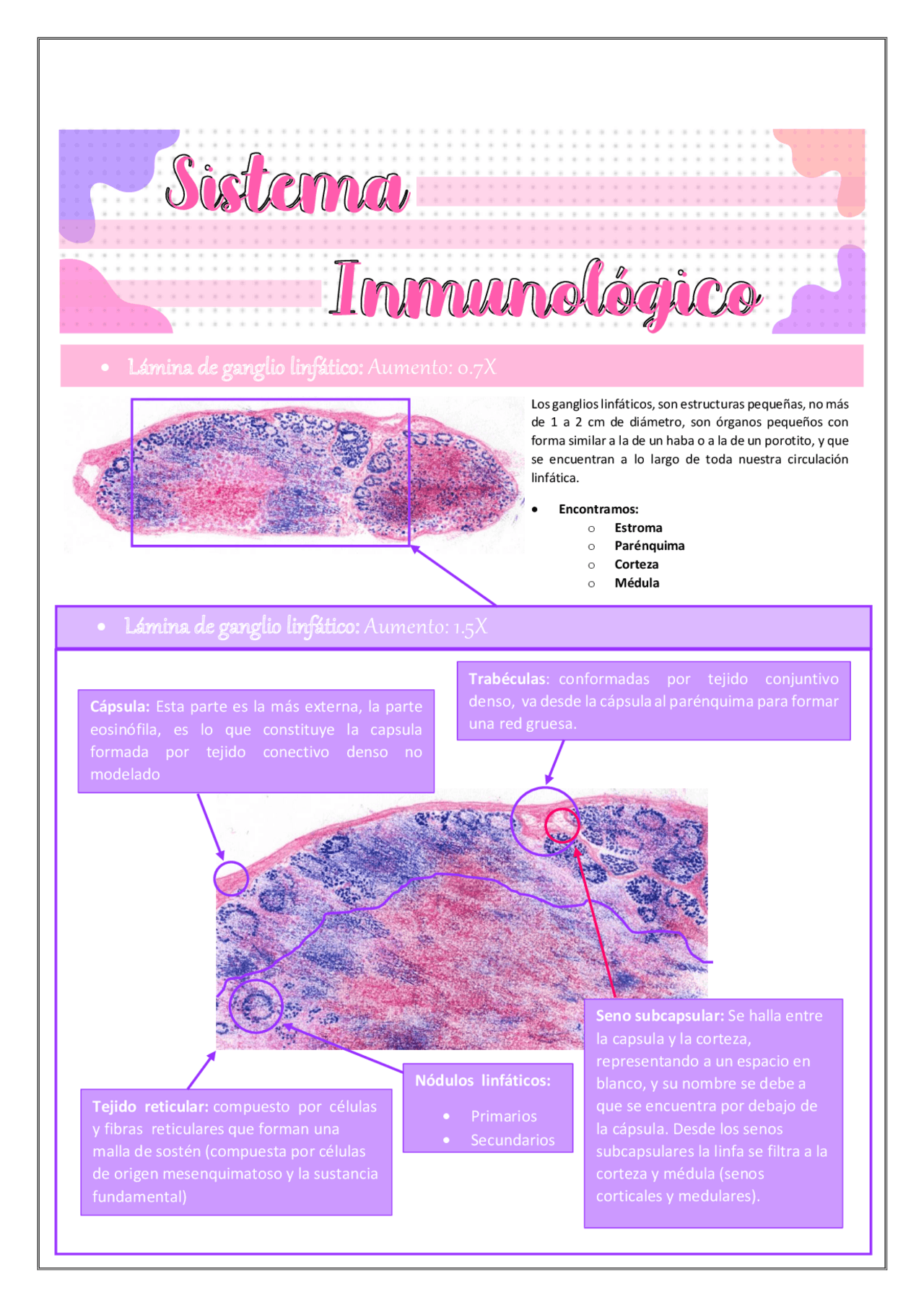 Sistema Inmunológico Apuntes De Histología Docsity