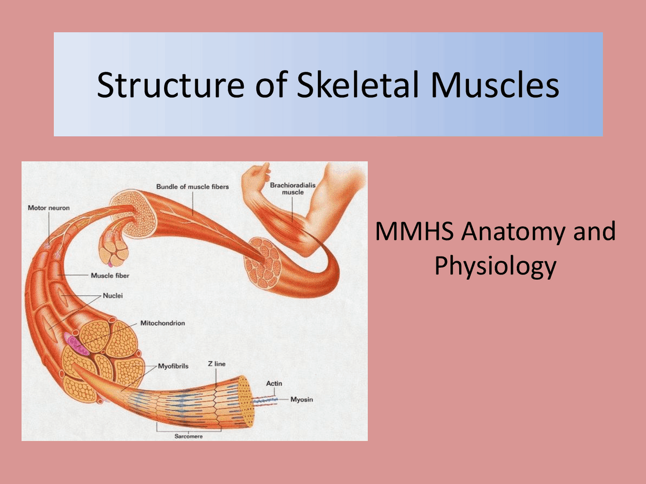 Skeletal Muscle Anatomy & Physiology: Fascia, Organization ...