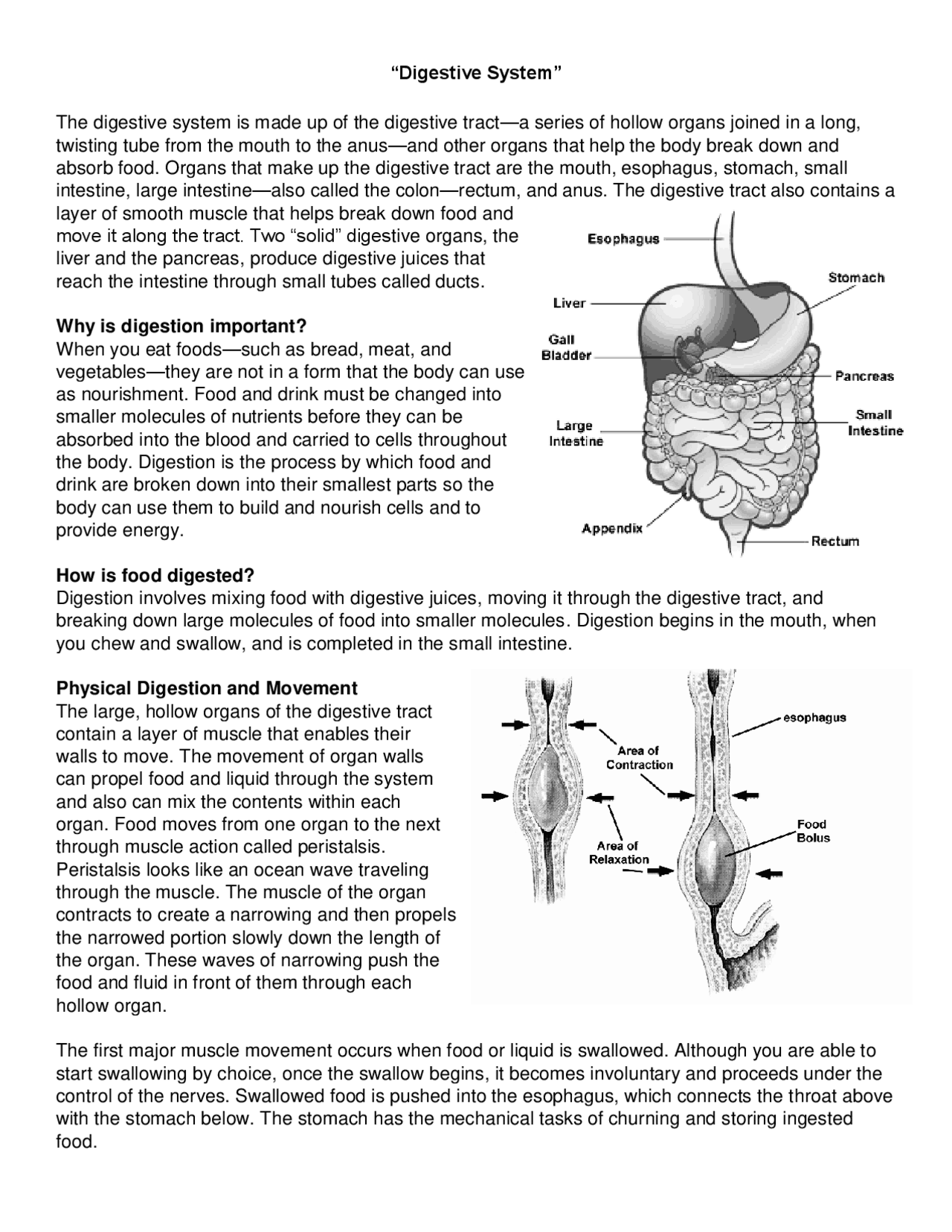 Digestive System | Lecture notes Anatomy | Docsity