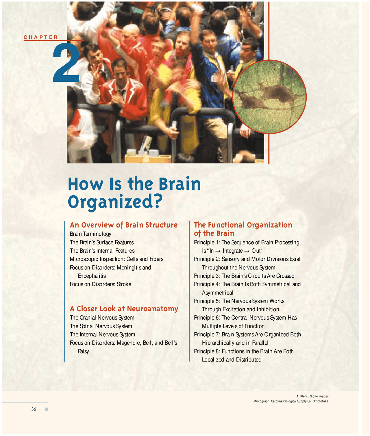 How Is The Brain Organized Lecture Notes Latin Docsity