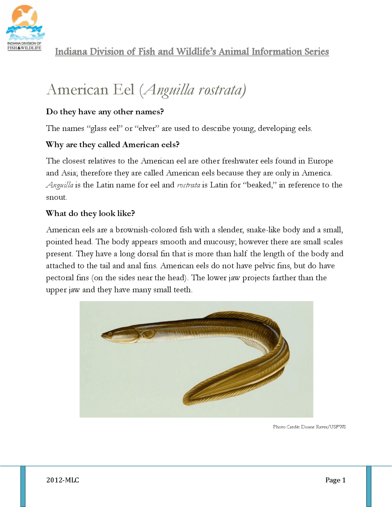 American Eels: Identification, Habitat, Reproduction, and Management in ...