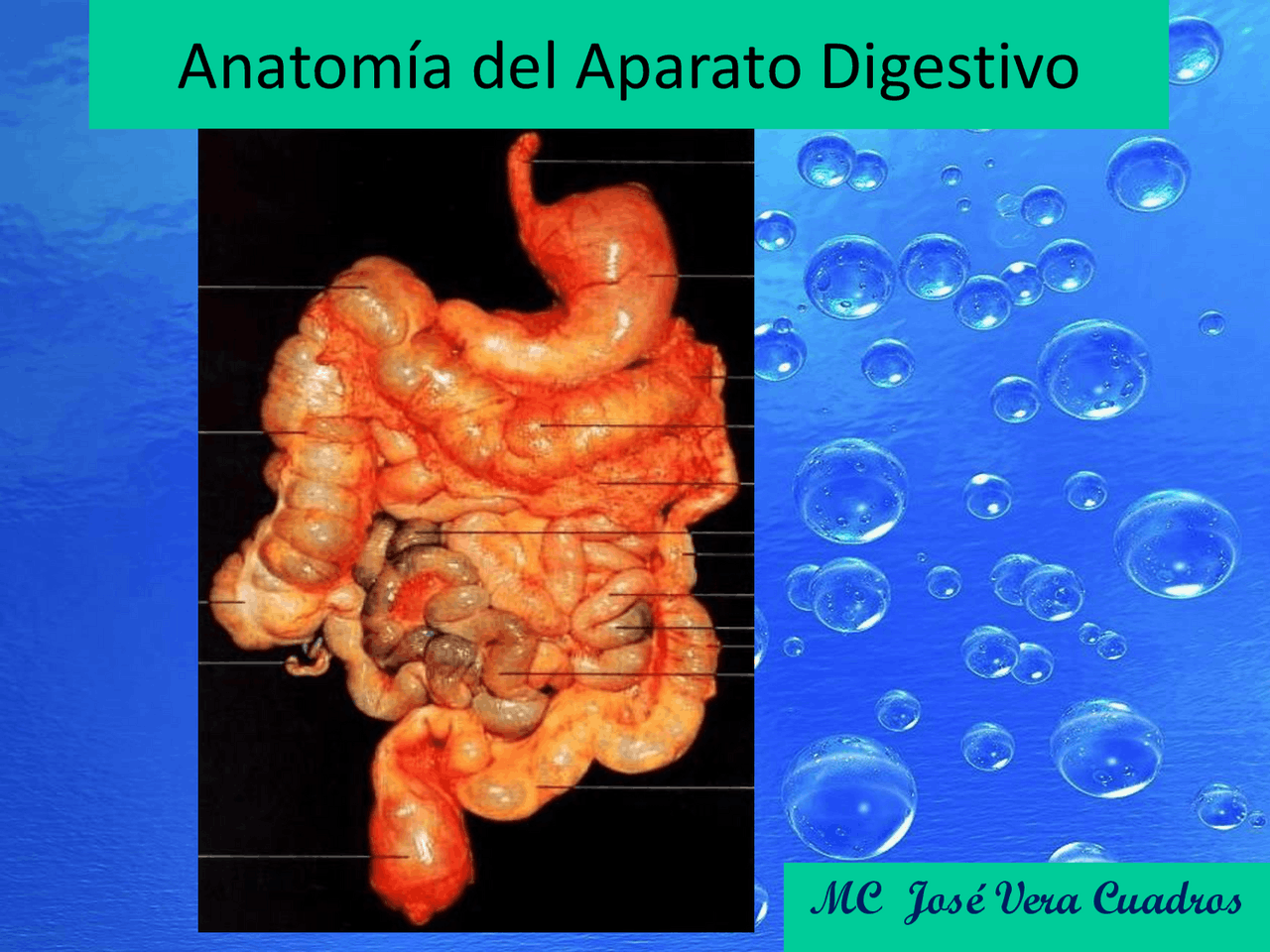 Anatomia Aparato Digestivo Resúmenes De Anatomía Docsity