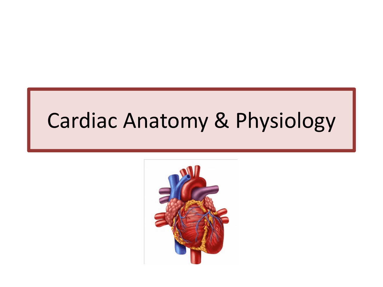 Cardiac Anatomy & Physiology | Study notes Anatomy | Docsity