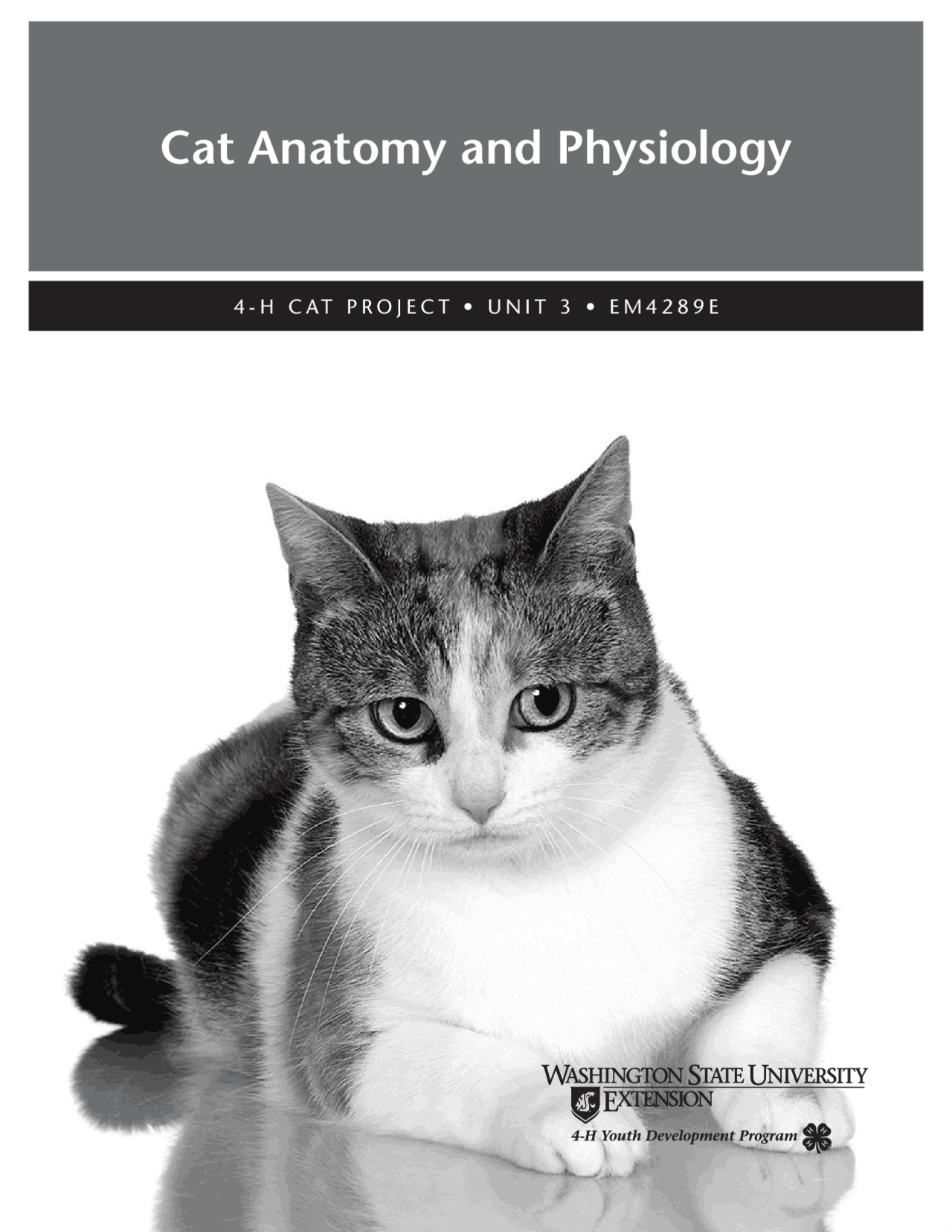 Feline Evolution and Anatomy: Cats' Senses, Reproductive System, and ...
