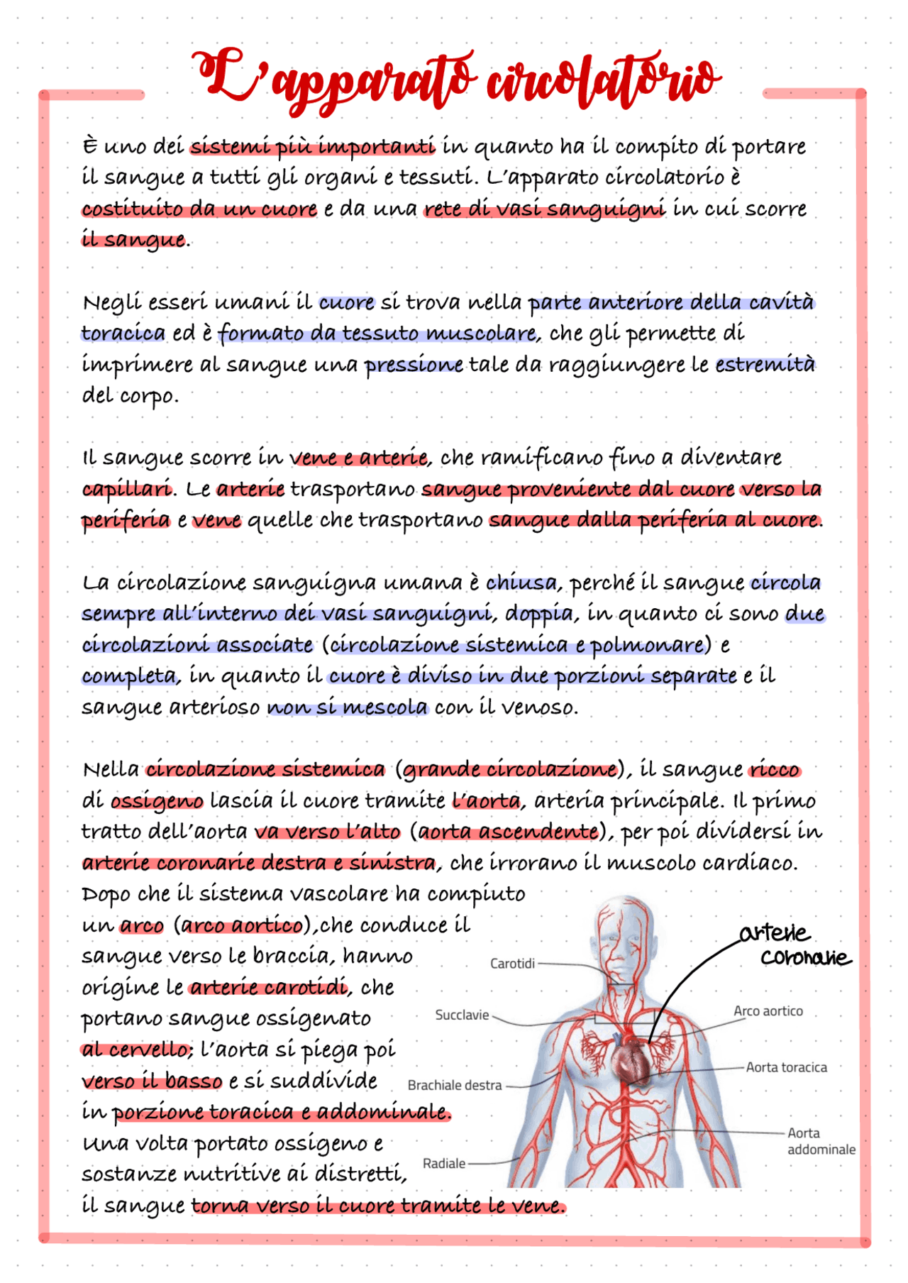 Apparato Circolatorio Appunti Di Anatomia Docsity