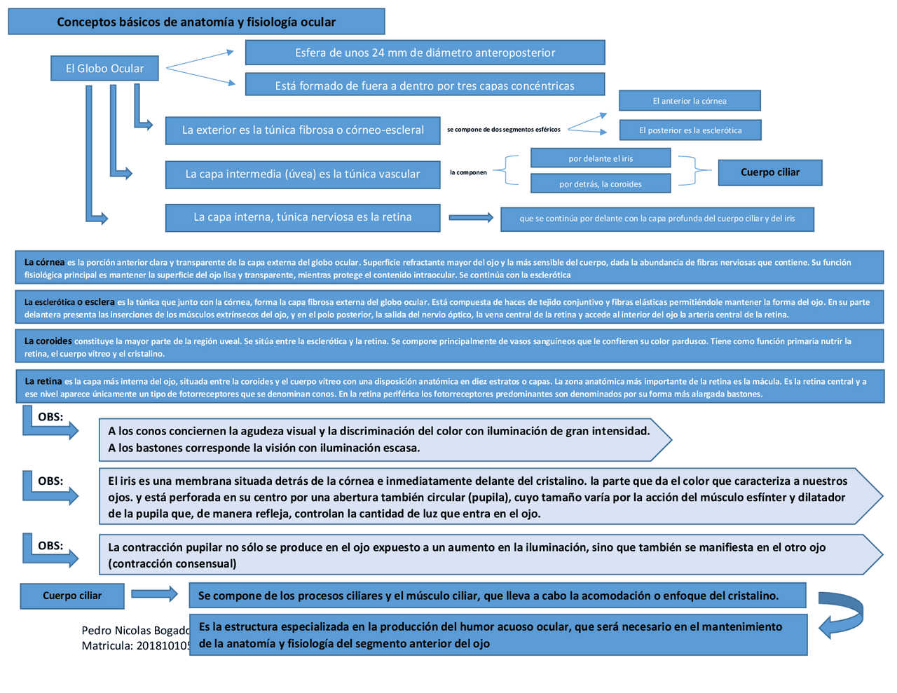 Conceptos Básicos De Anatomía Y Fisiología Ocular Esquemas Y Mapas