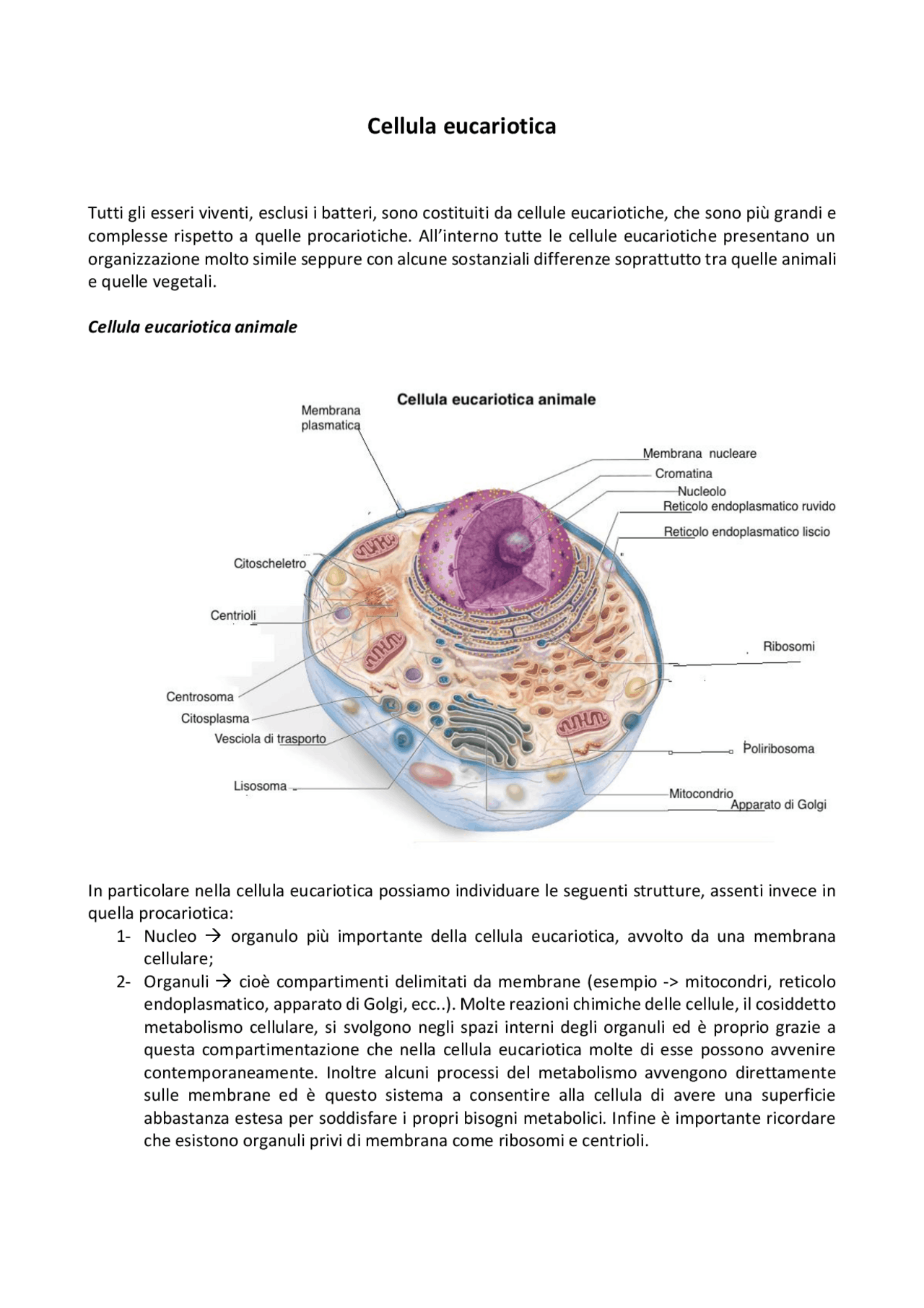 How a eukaryotic cell is made | Schemes and Mind Maps Biology - Docsity