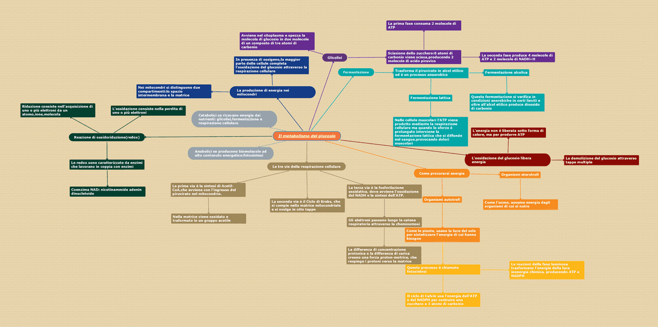Metabolismo Del Glucosio Schemi E Mappe Concettuali Di Biologia Docsity