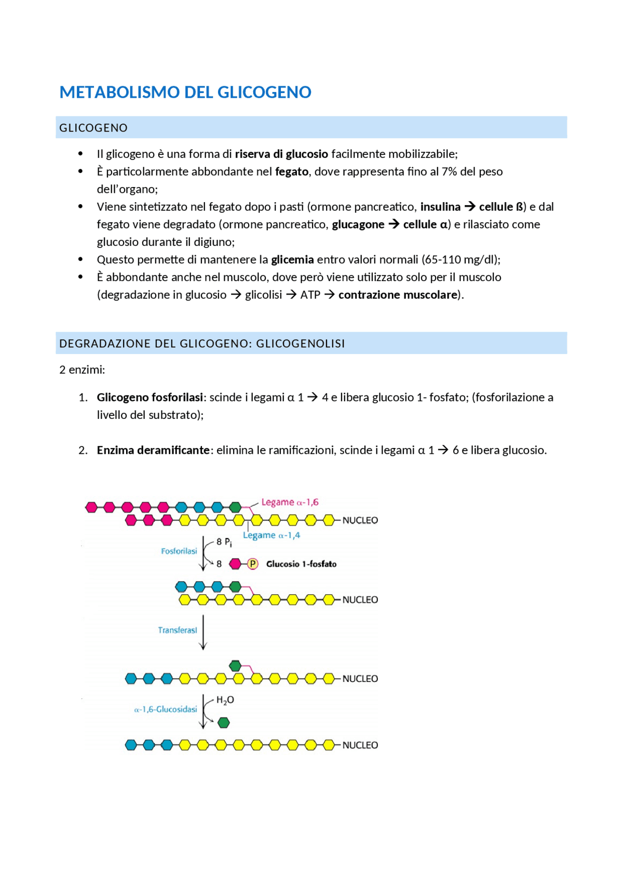 Metabolismo del Glicogeno | Schemi e mappe concettuali di Biochimica ...