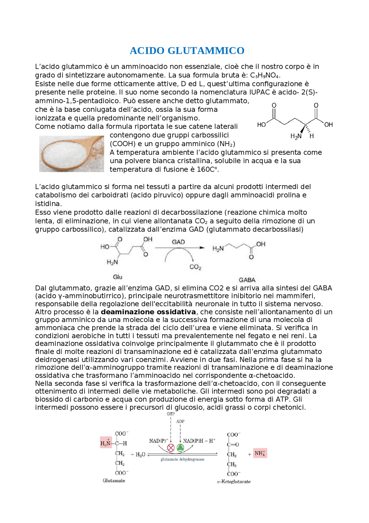 ACIDO GLUTAMMICO...... | Appunti di Biologia, microbiologia e ...