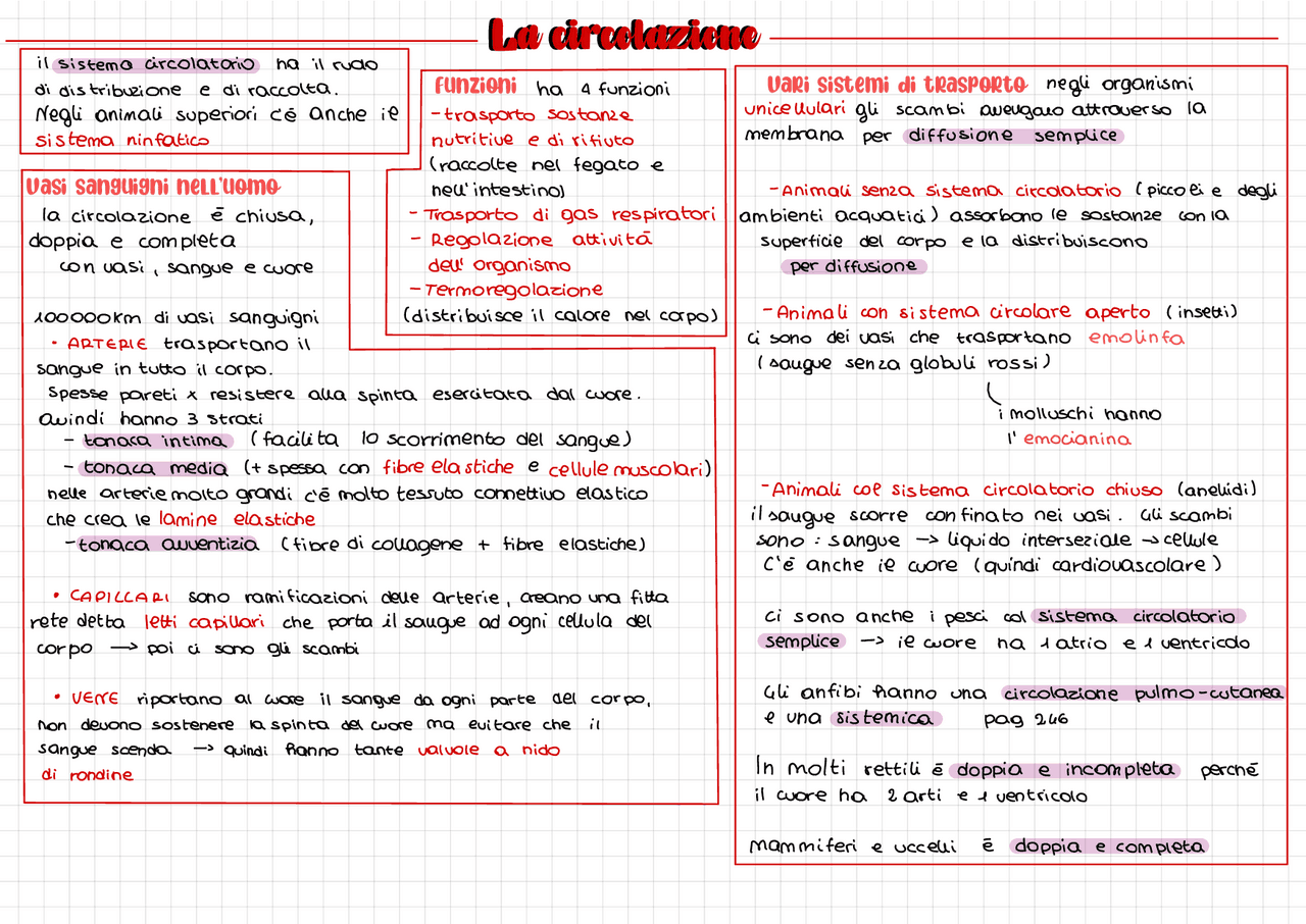 Apparato Circolatorio Schemi E Mappe Concettuali Di Biologia Docsity