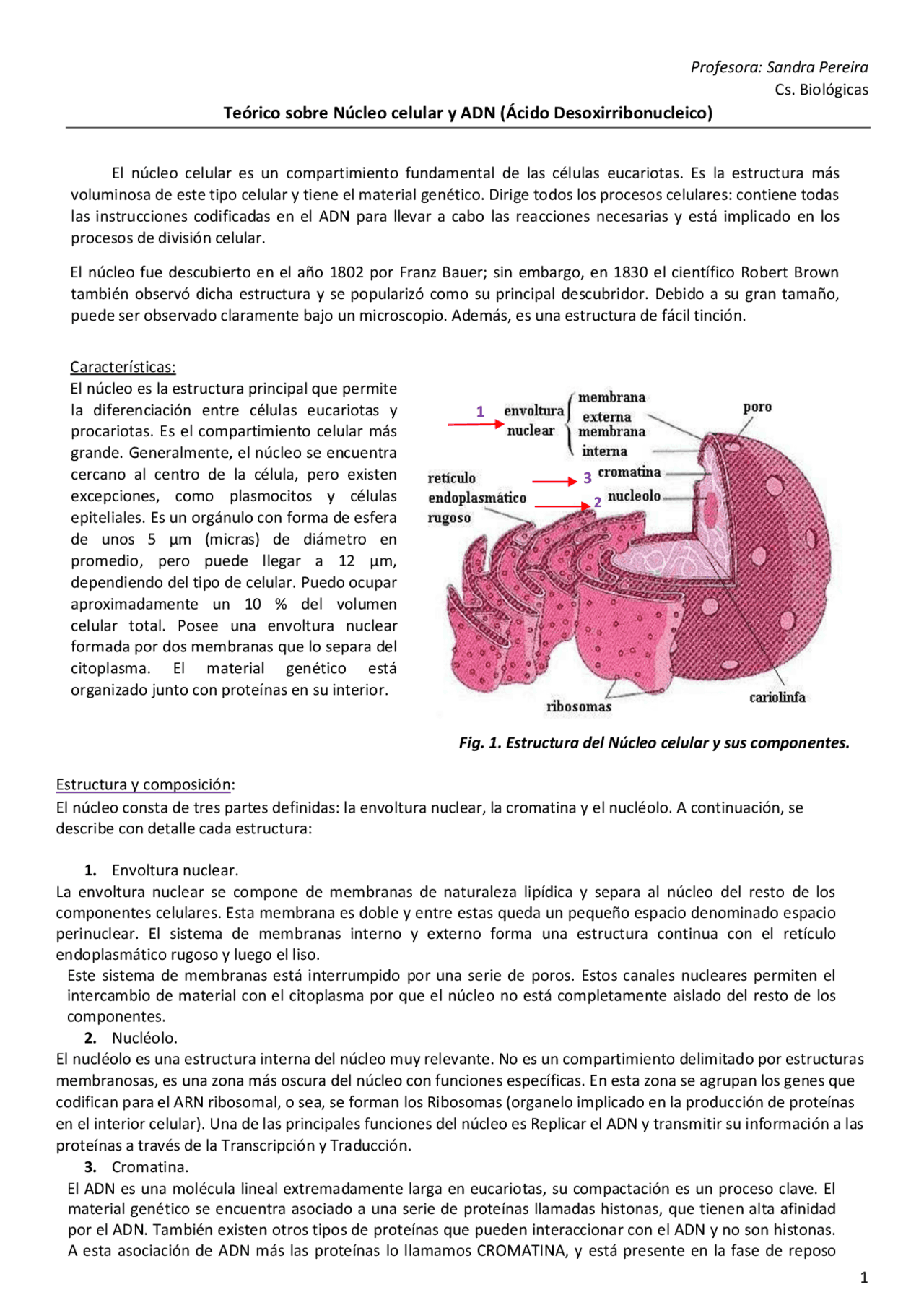 Resumen Nucleo Celular Y Adn Apuntes De Biología Docsity