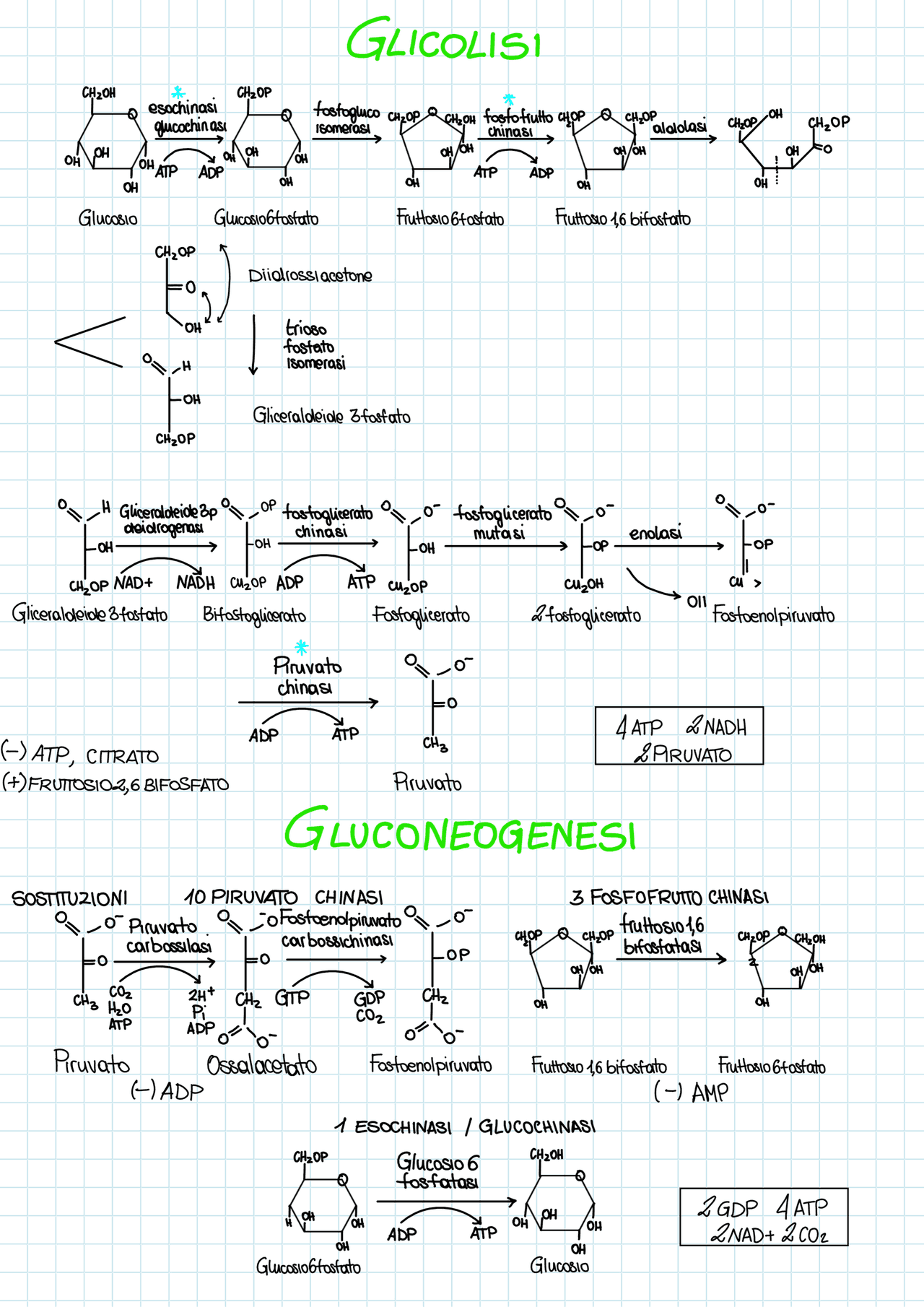 Biochimica metabolica-schemi | Schemi e mappe concettuali di Biochimica ...