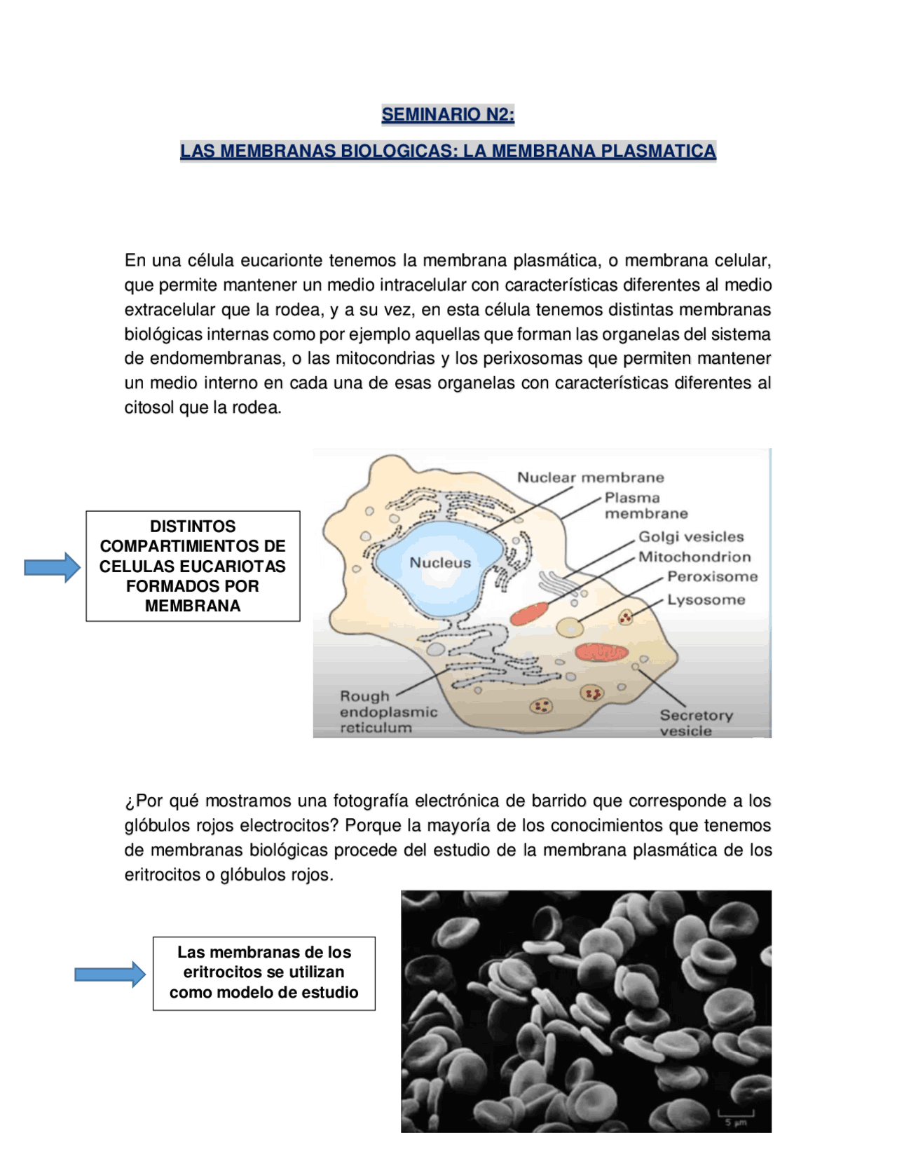 Resumen De Seminario 2 Biologia Celular Resúmenes De Biología