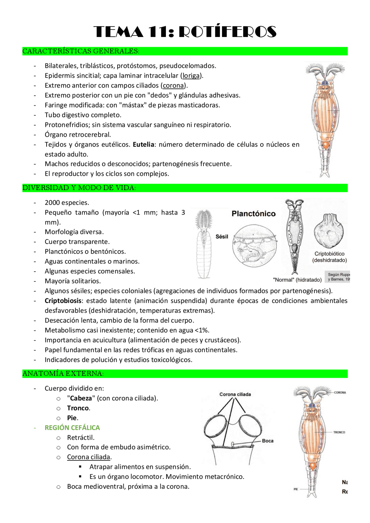 FILO ROTÍFEROS (zoología) | Apuntes de Zoología - Docsity