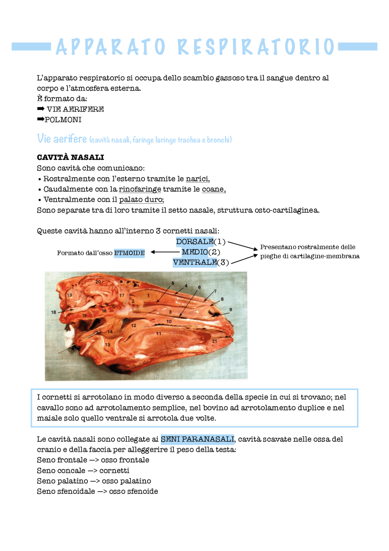 Dispensa apparato respiratorio animale | Dispense di Anatomia e ...