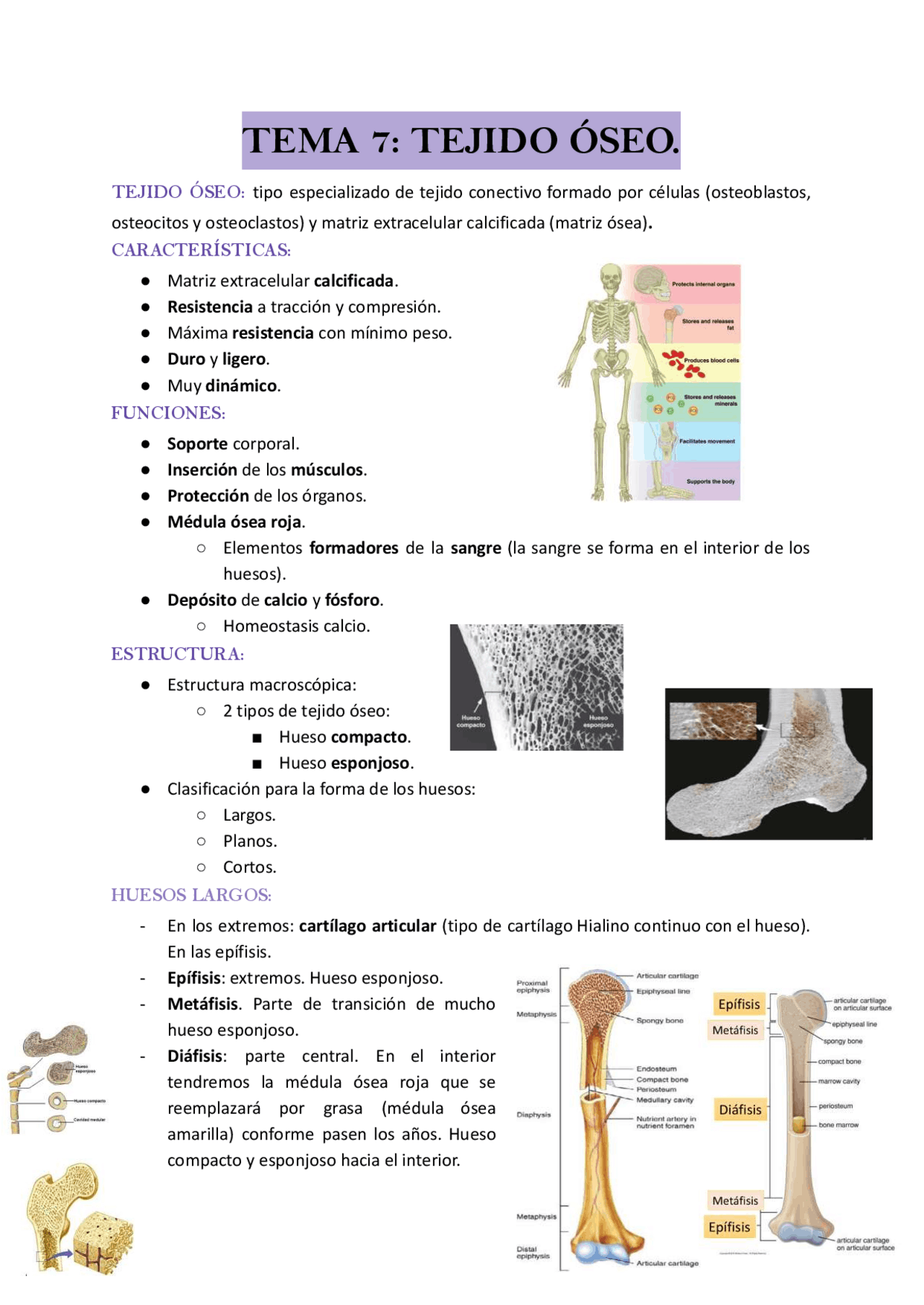 Tejido Óseo Y OsificaciÓn Apuntes De Histología Docsity