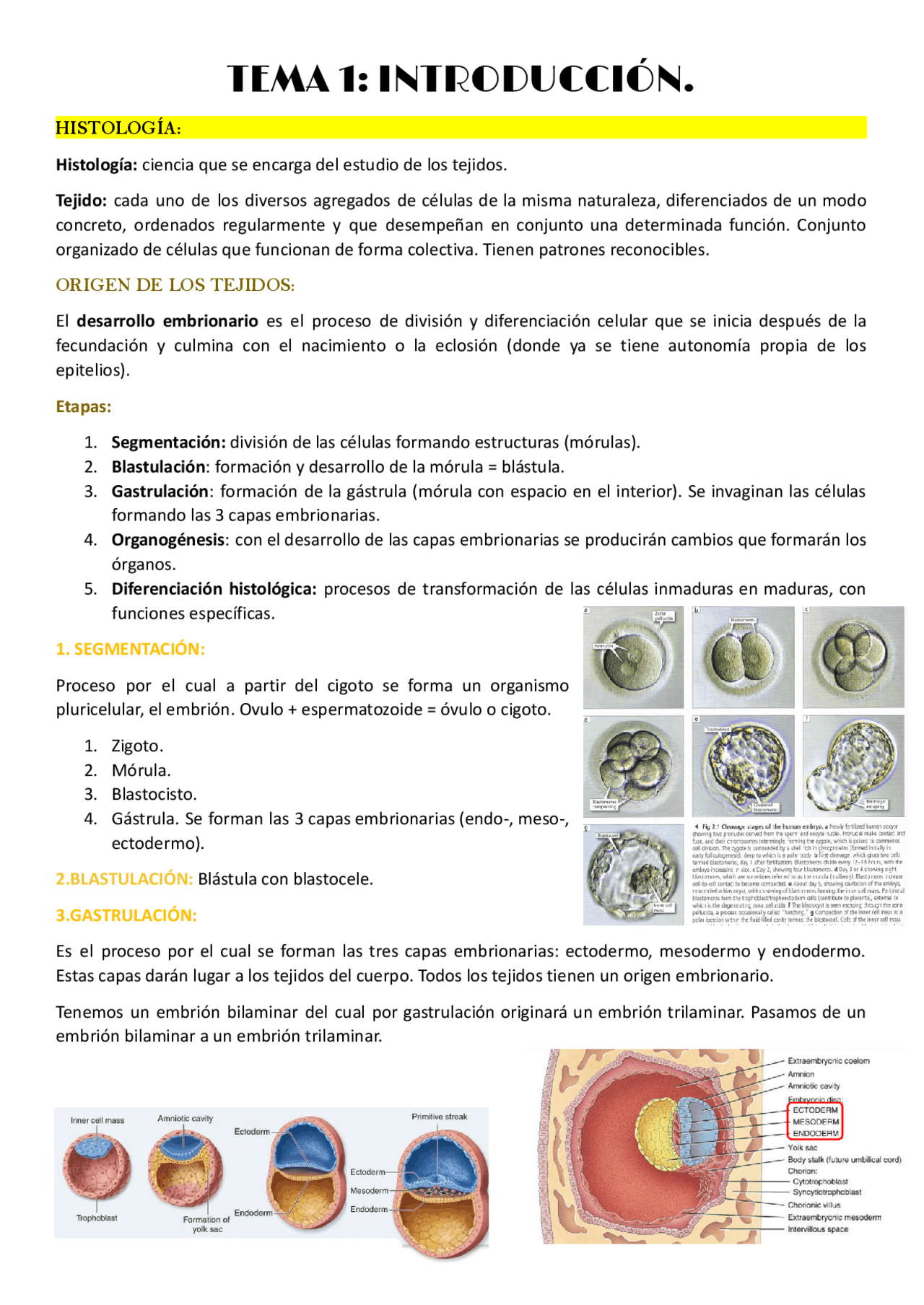 IntroducciÓn A La HistologÍa Apuntes De Histología Docsity