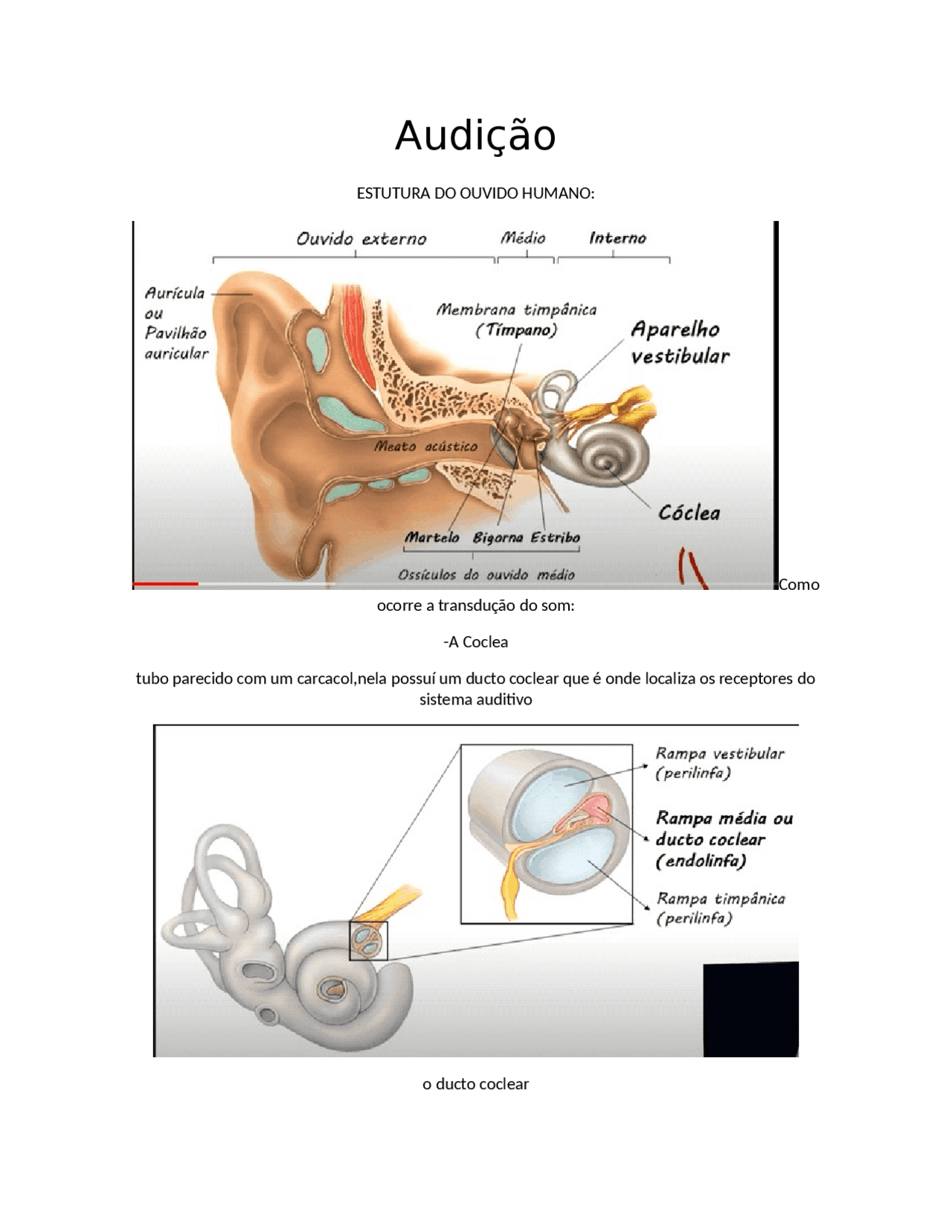 Audicao resumo de biofisica pra biomedicina | Resumos Biofísica - Docsity