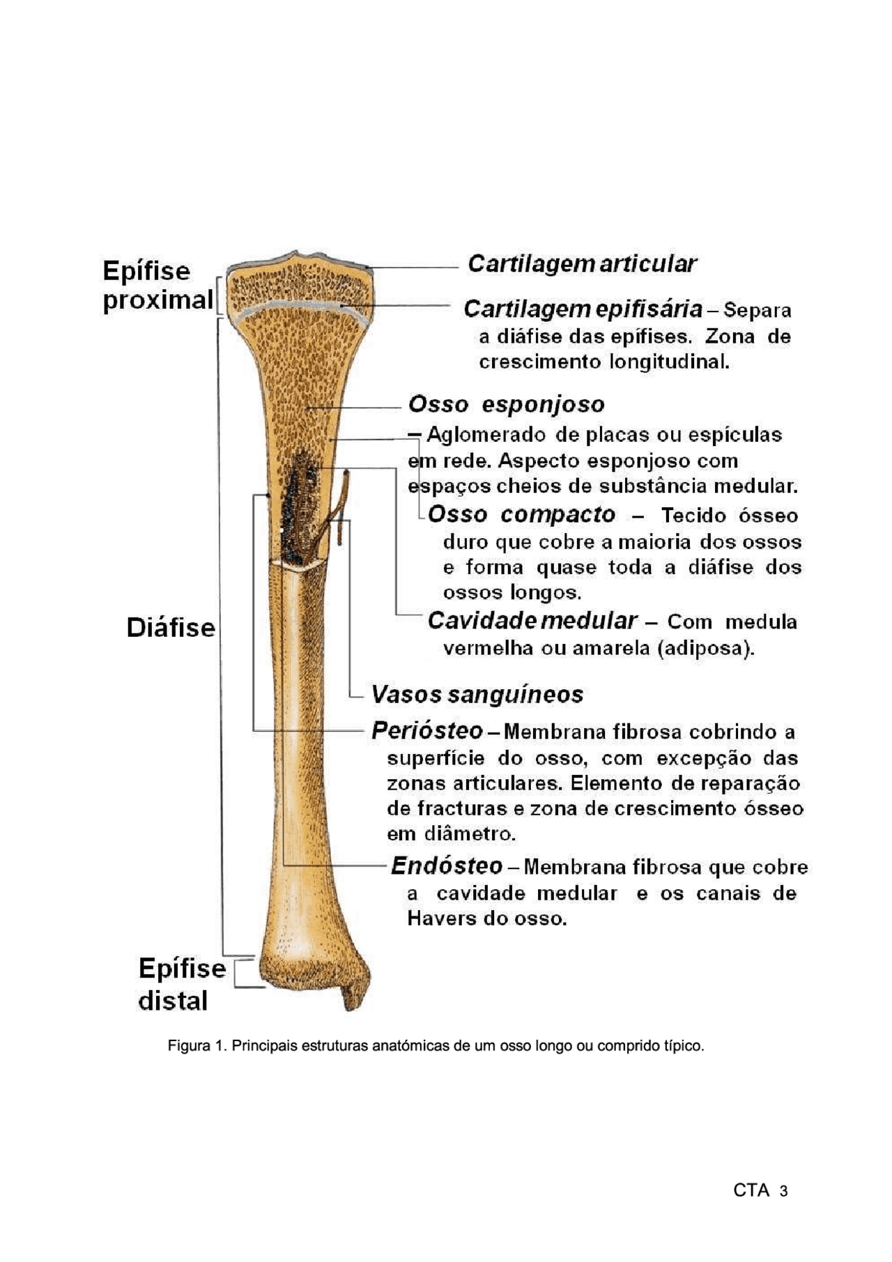 Sistema osseo de ossos do corpo | Esquemas Anatomia - Docsity