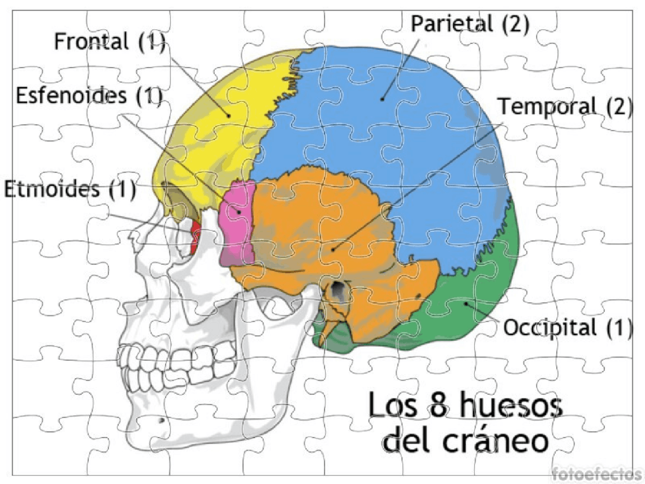 Cráneo y sus partes | Apuntes de Anatomía Aplicada | Docsity