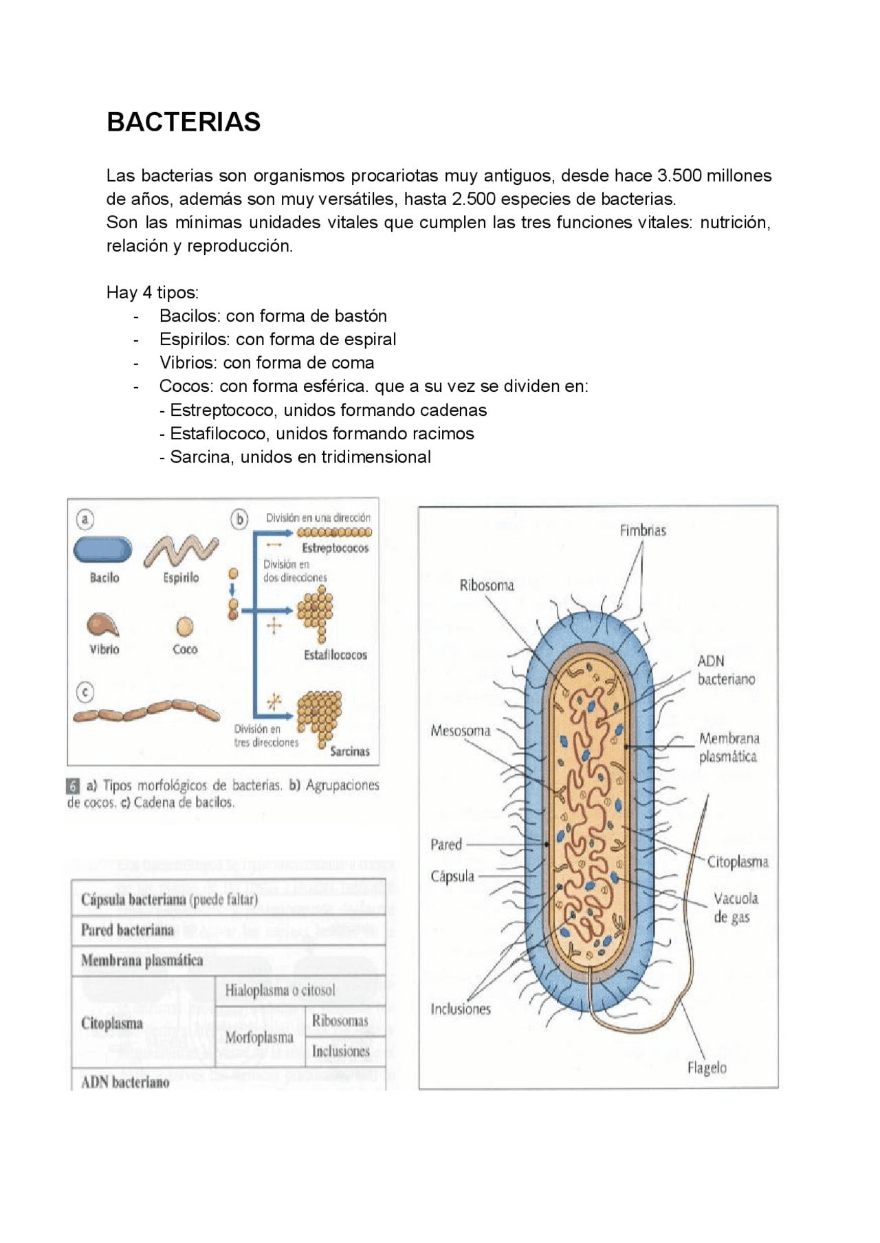 Apuntes Bacterias Ebau Apuntes De Biología Docsity