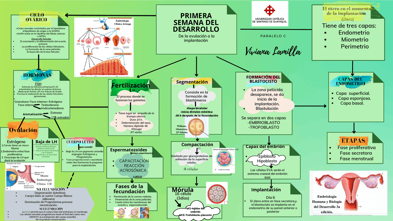 RESUMEN DE LA PRIMERA Y SEGUNDA SEMANA DE DESARROLLO EMBRIONARIO | Esquemas y mapas conceptuales ...