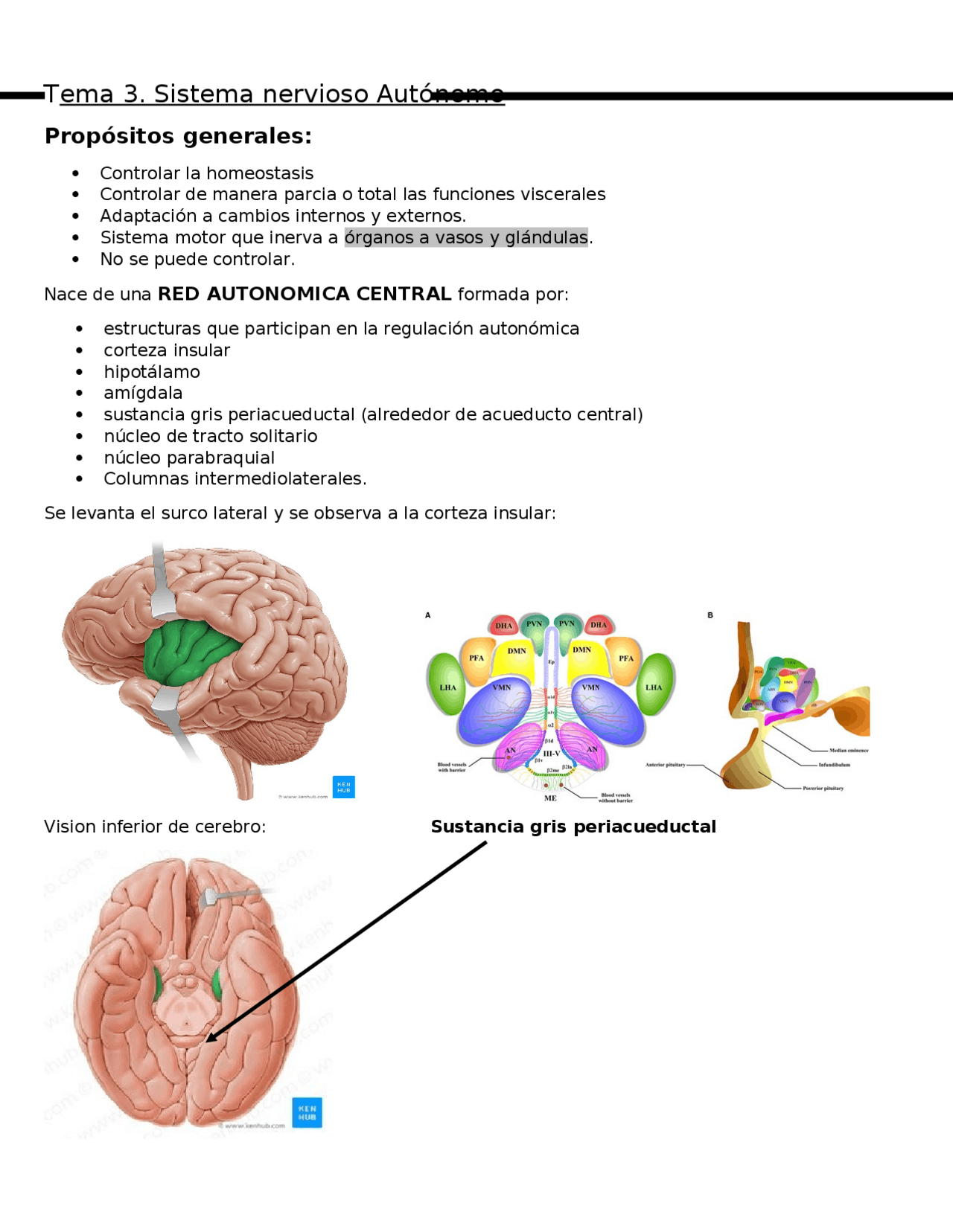 Sistema Nervioso Autonomo Apuntes De Neuroanatomía Docsity