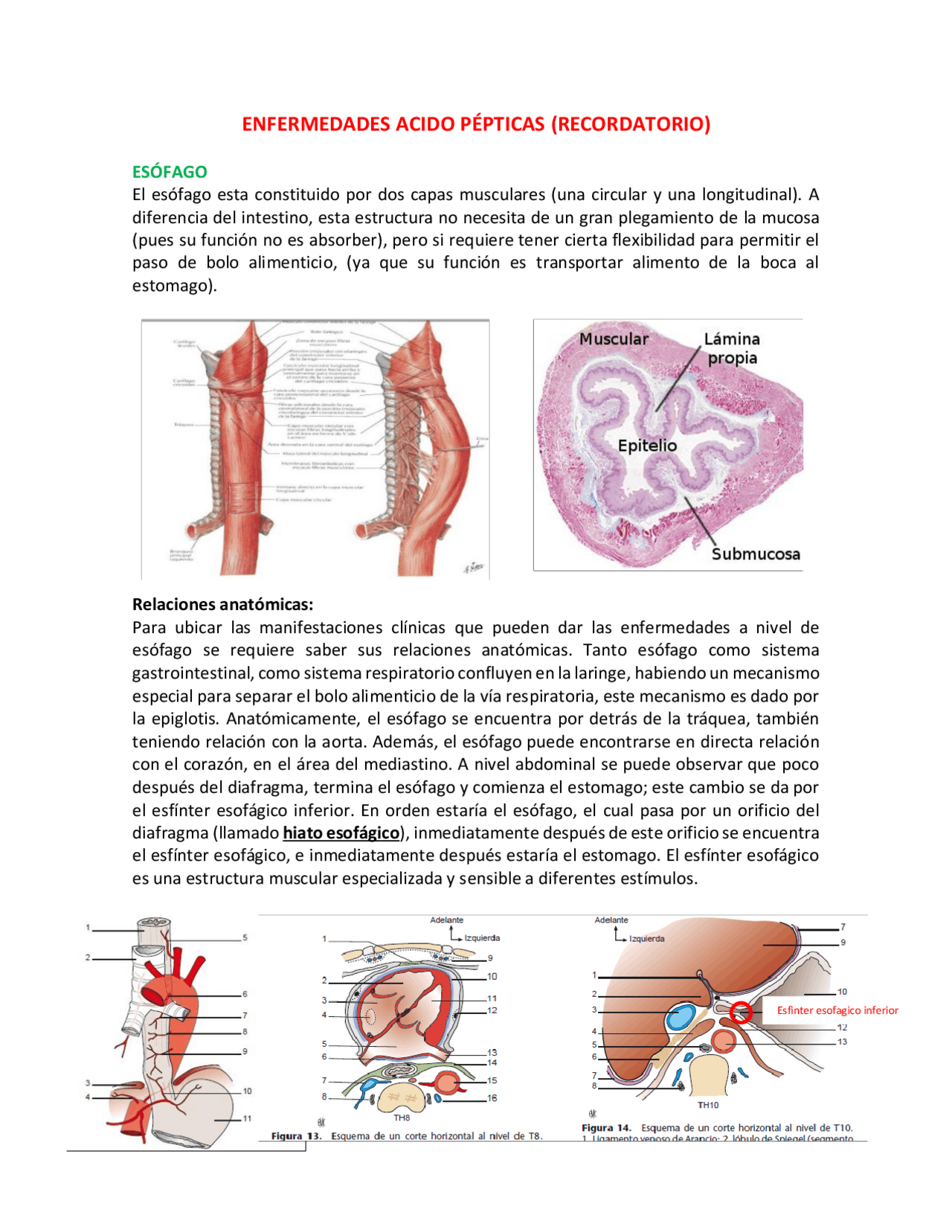 Enfermedades Acido Pepticas Resúmenes De Fisiopatología Docsity