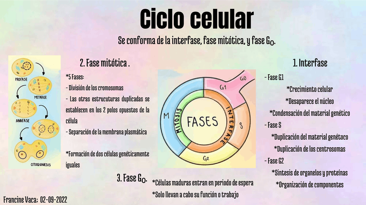 Ciclo Celular Infografía Diapositivas De Hematología Docsity