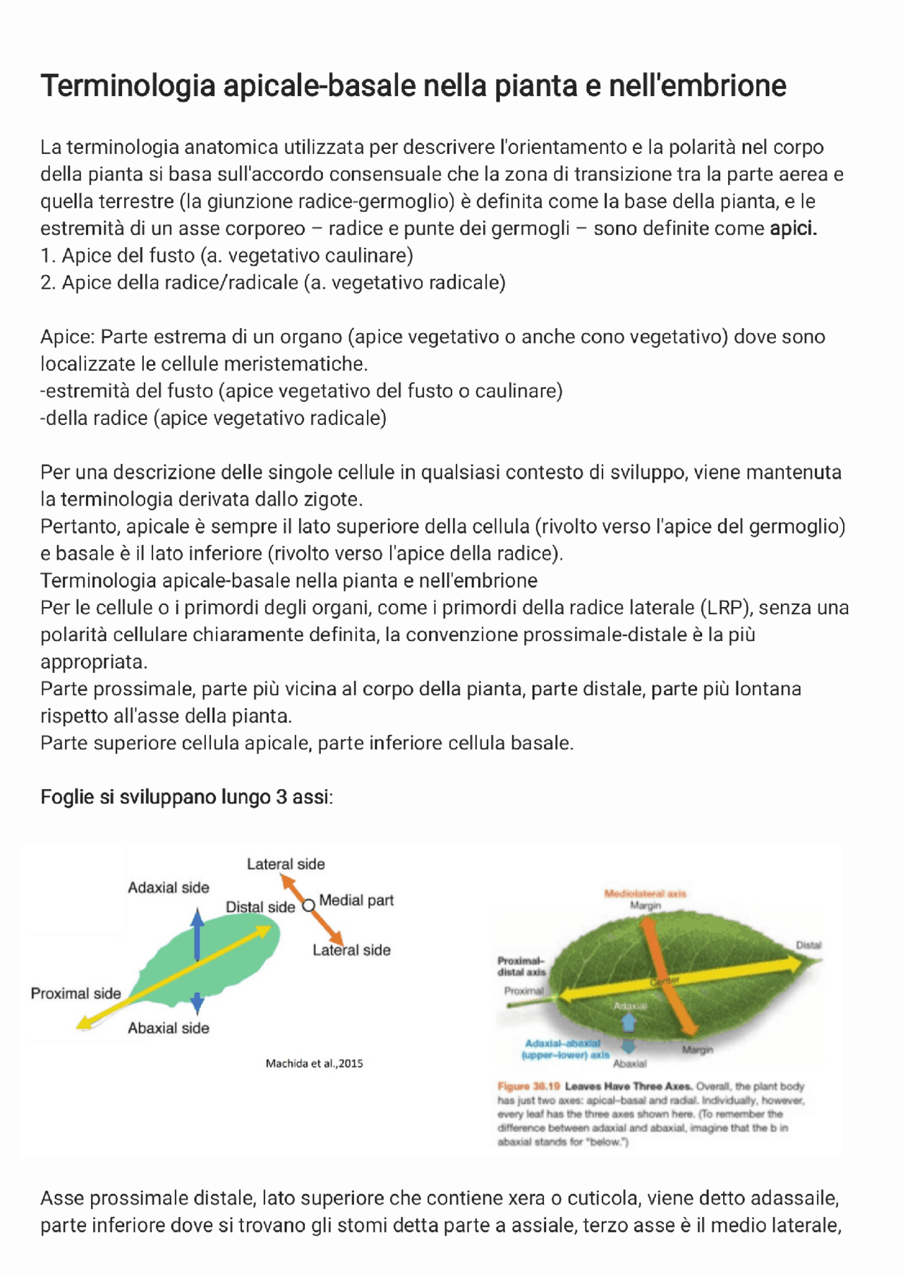Diagramma Degli Stomi Delle Piante