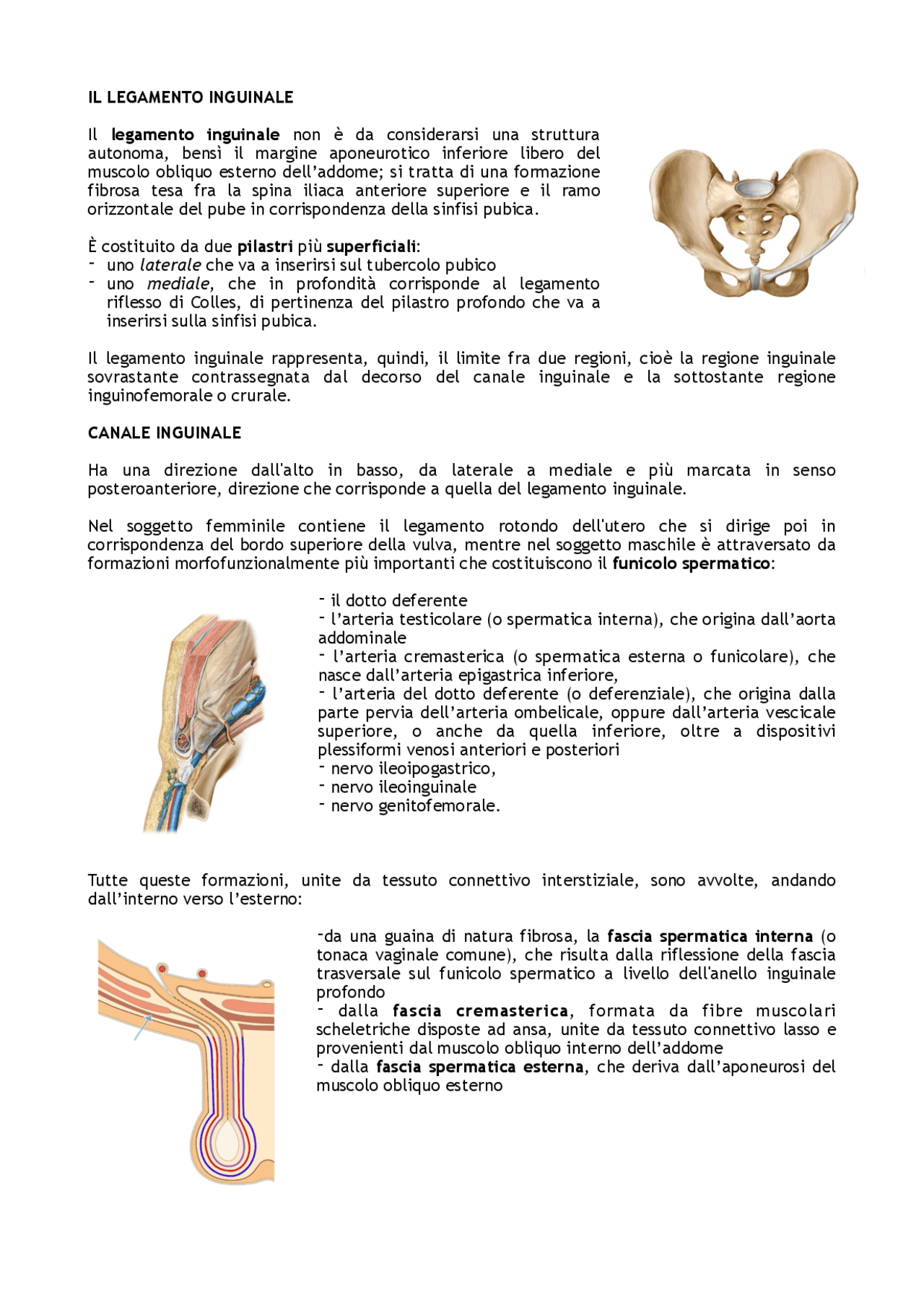 Struttura Inguinale
