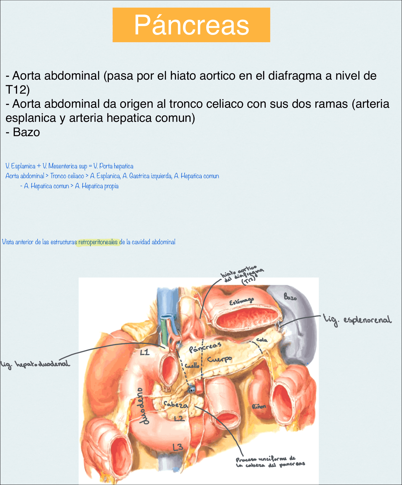 Pancreas Higado resumen | Appunti di Anatomia | Docsity