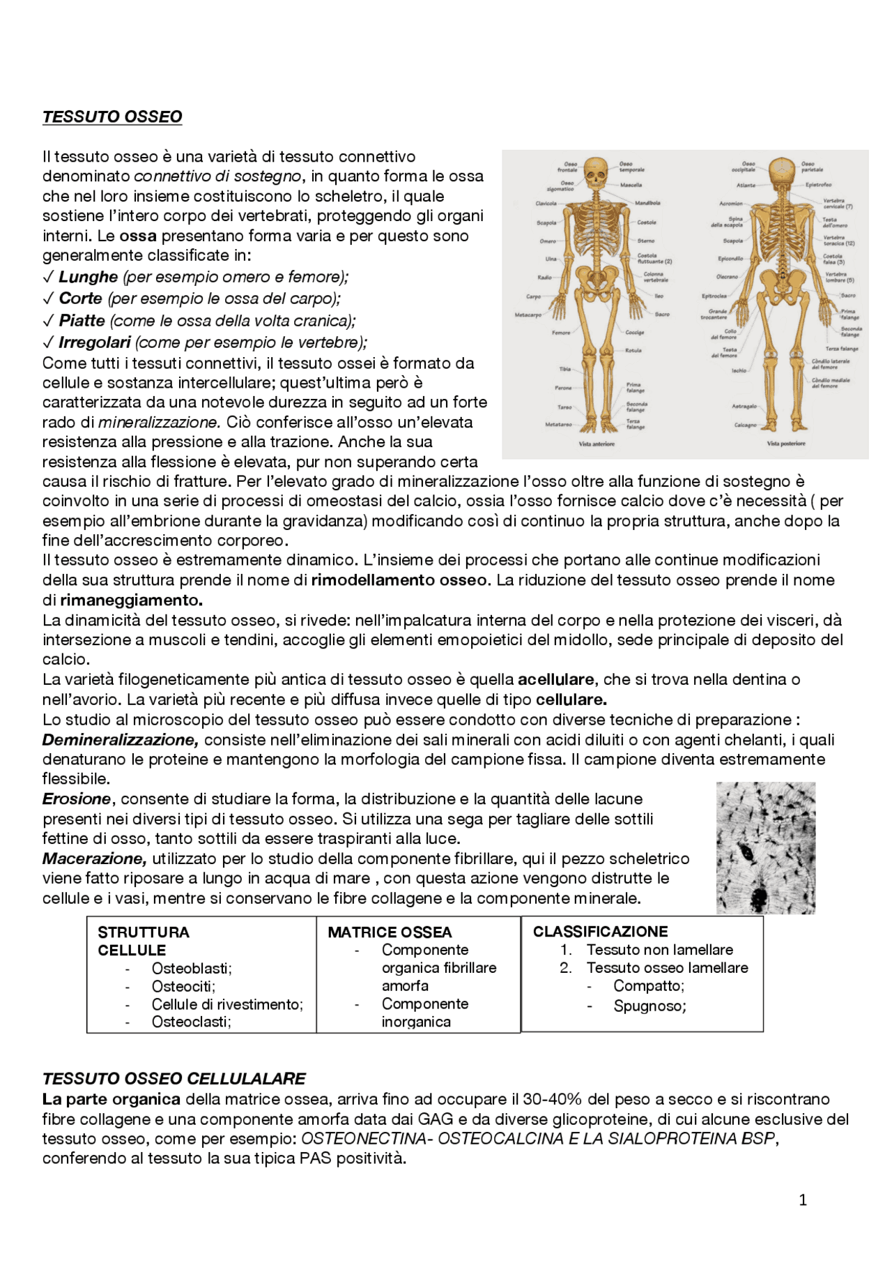 Tessuto Osseo Vari Tipi Di To Componenti Cellulari Ossificazione