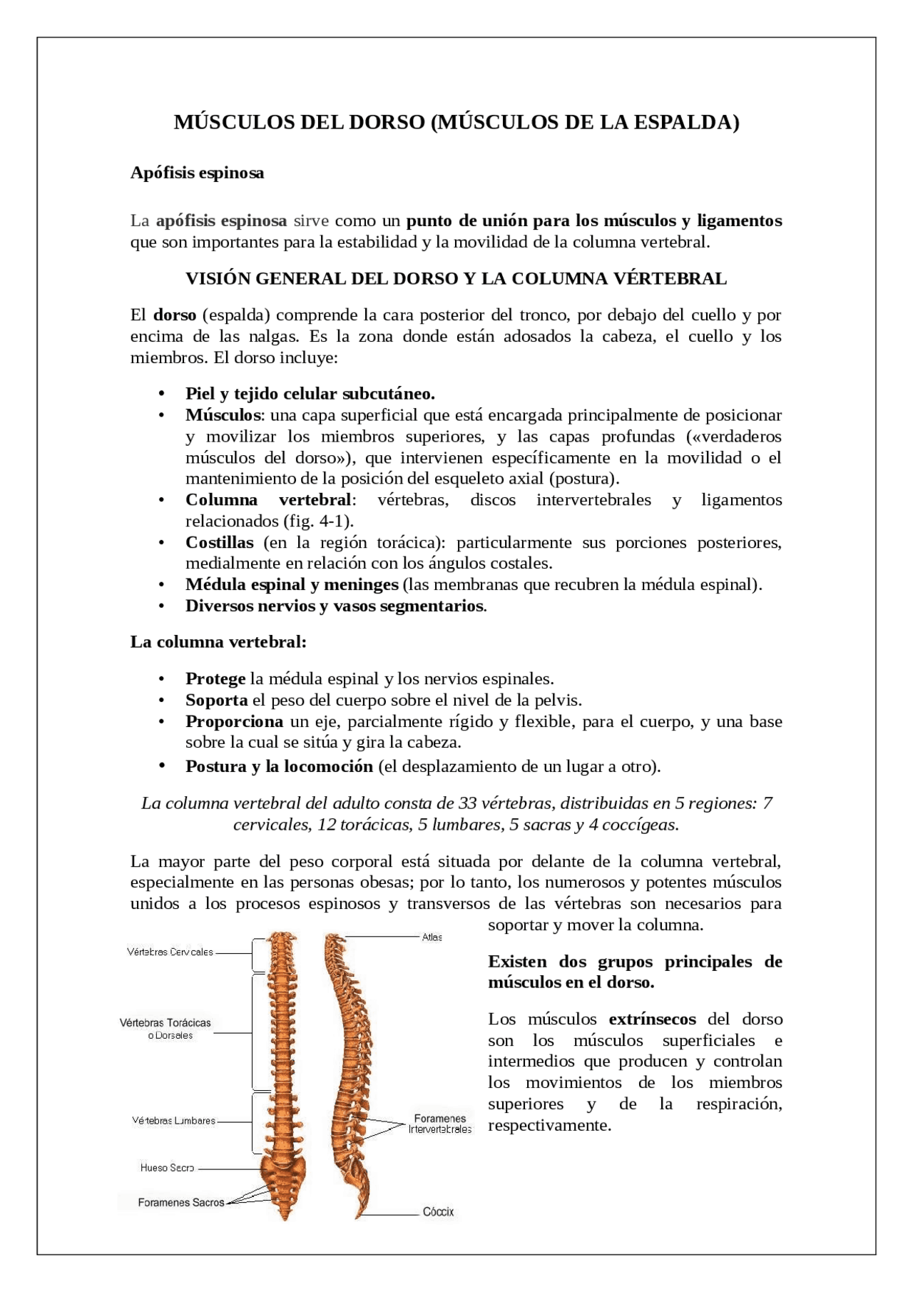 MÚsculos Del Dorso AnatomÍa Monografías Ensayos De Anatomía Docsity