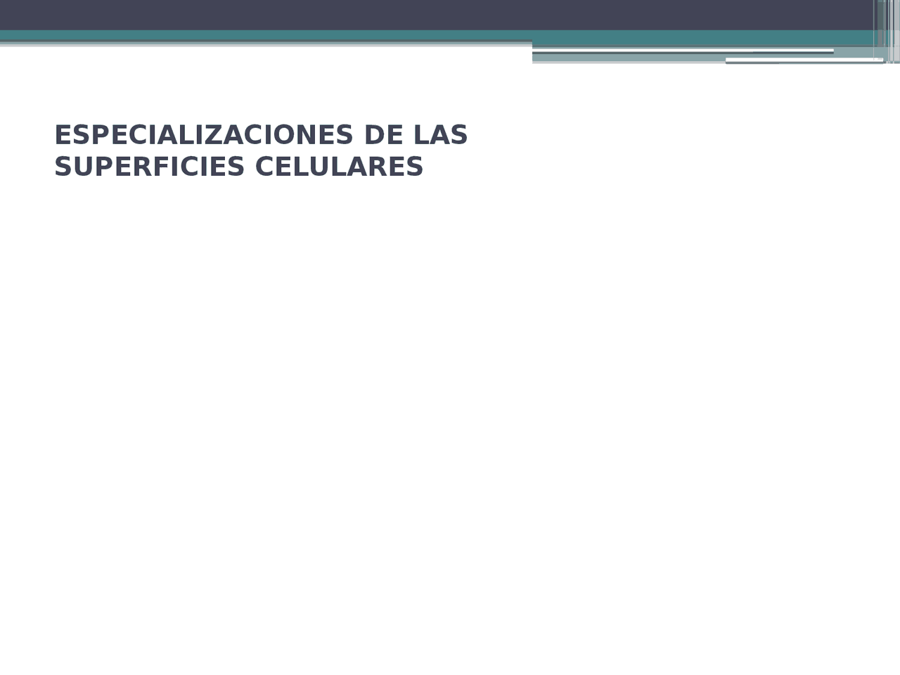 Epitelio Glandular Histologia Diapositivas De Histología Docsity