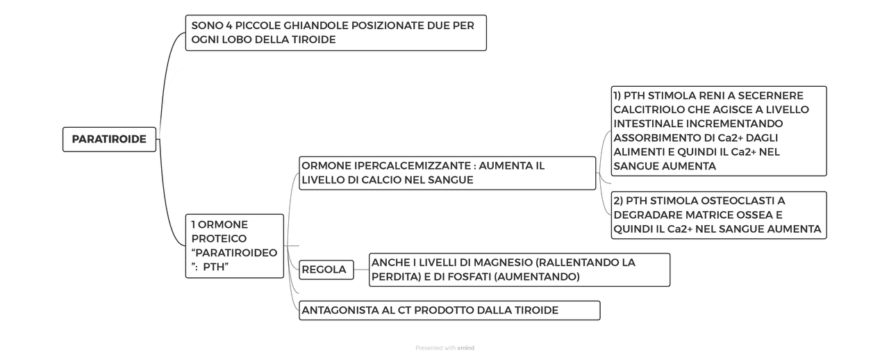 Paratiroide E Ormoni Schemi E Mappe Concettuali Di Igiene Docsity