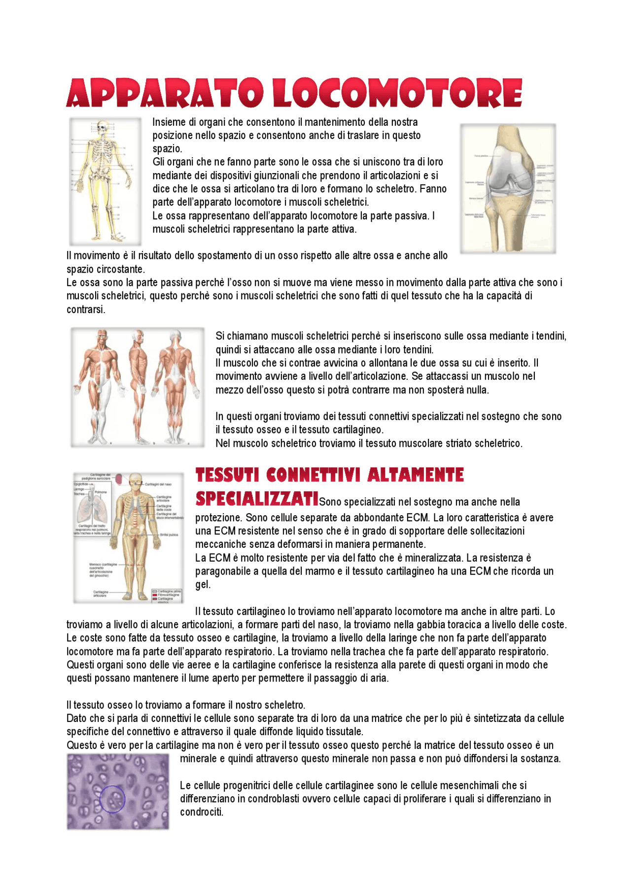 Apparato locomotore | Appunti di Anatomia | Docsity