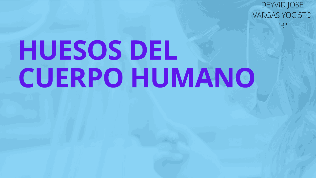 Huesos Del Cuerpo Humano Resúmenes De Anatomía Aplicada Docsity