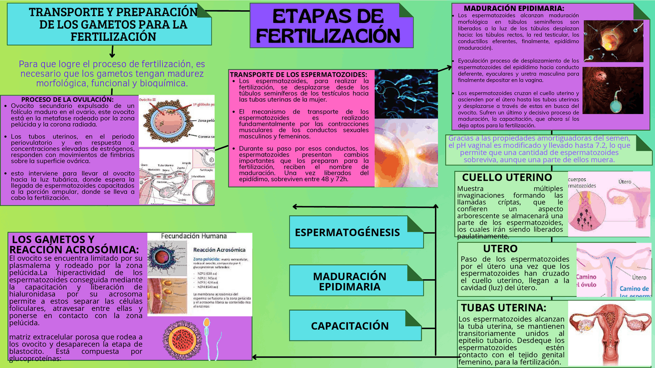 Mapa conceptual de la Fertilización | Esquemas y mapas conceptuales de ...