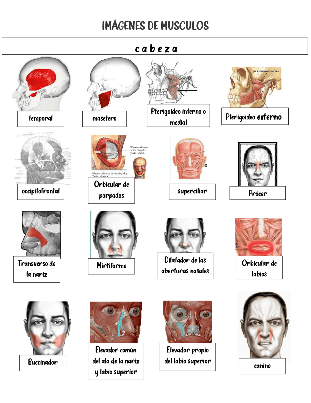 Músculos de anatomía básica para estudio | Resúmenes de Anatomía ...