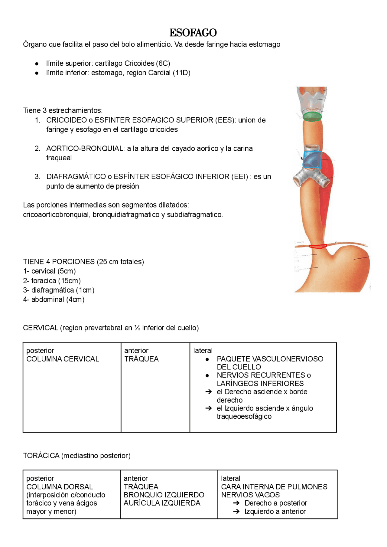 ESOFAGO- anatomia descriptiva | Apuntes de Anatomía | Docsity