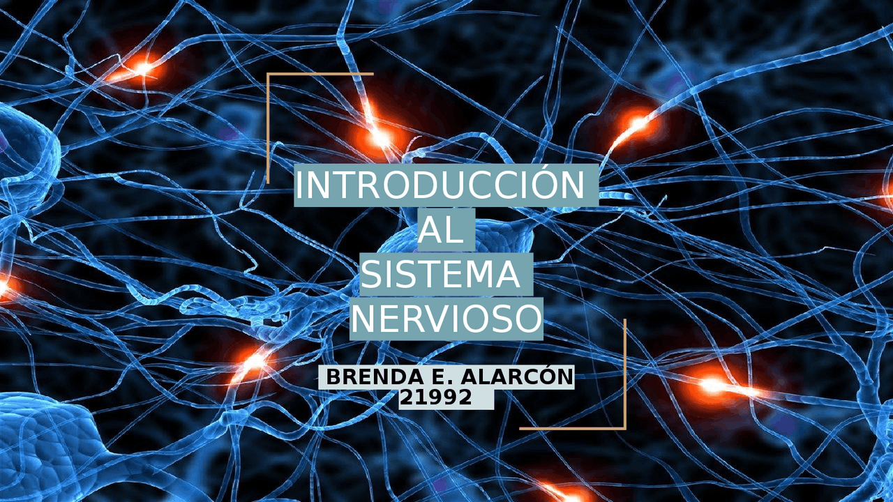 Introducción Al Sistema Nervioso Diapositivas De Neurología Docsity