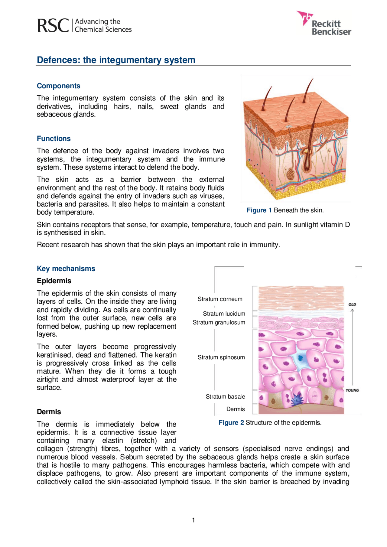 Defences: the integumentary system | Study notes Immunology | Docsity