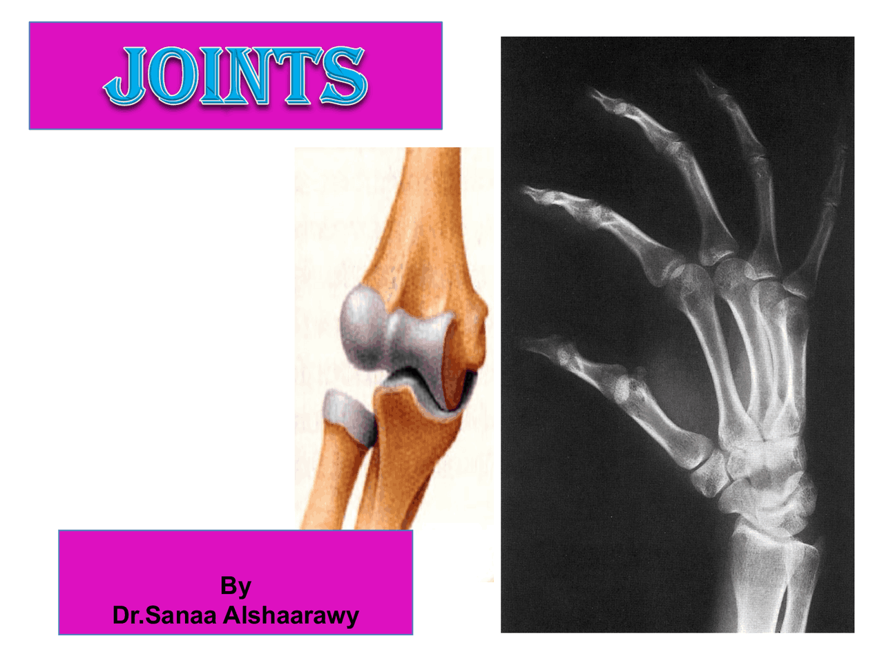 2 Jointspdf Exercises Anatomy Docsity