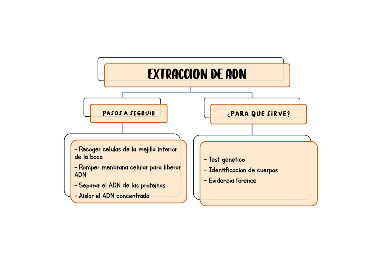 Extracción y purificación de ADN | Esquemas y mapas conceptuales de Biología | Docsity