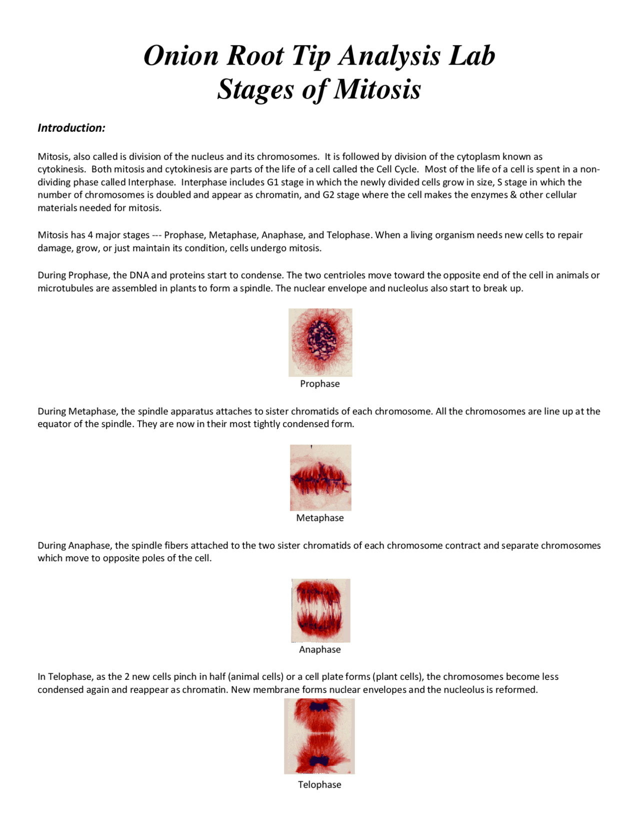 Onion Root Tip Analysis Lab Stages Of Mitosis Study Notes Cell Onion Root Tip Analysis Lab Stages Of Mitosis Study Notes Cell