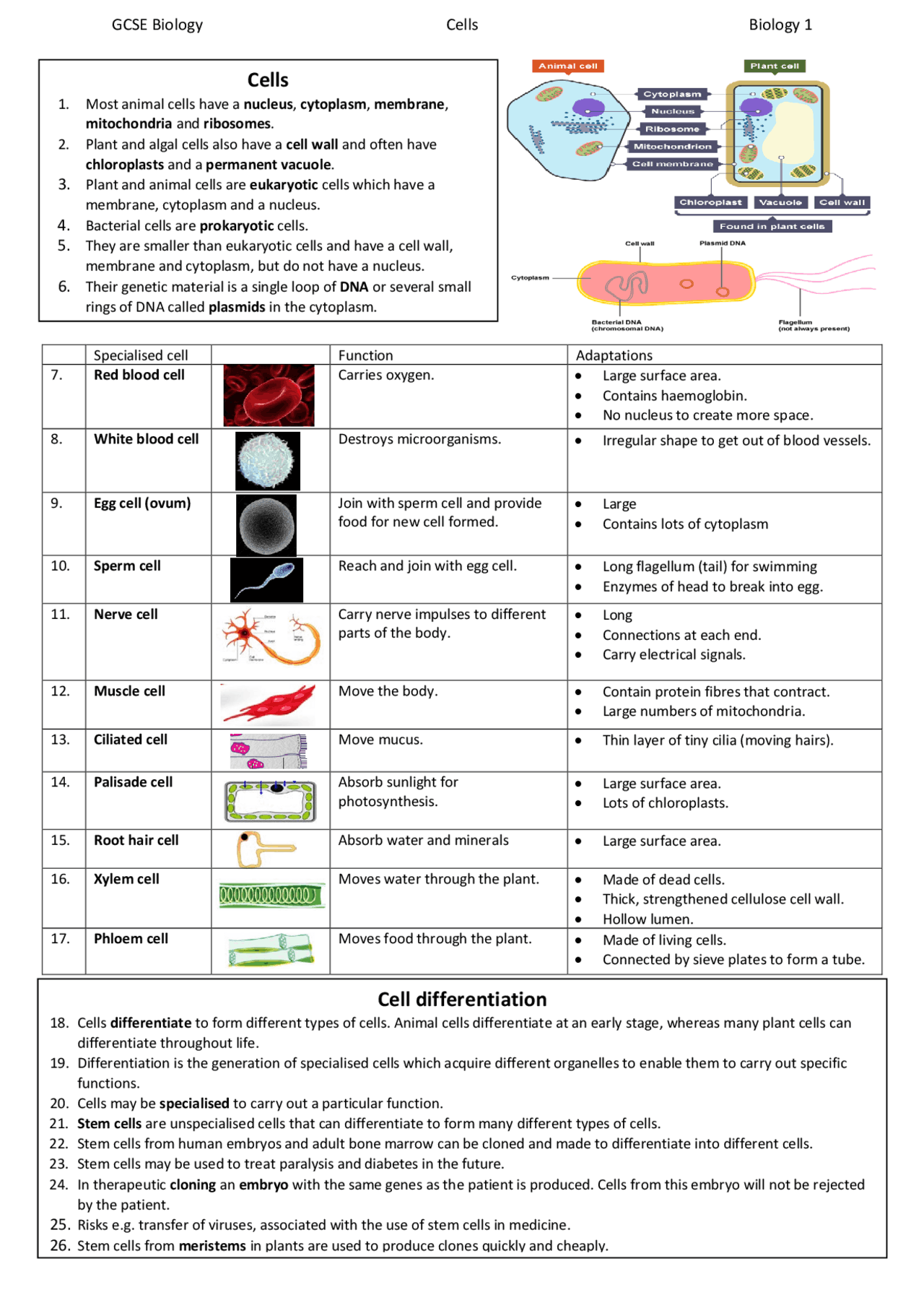 Cells Cell Differentiation Summaries Biology Docsity