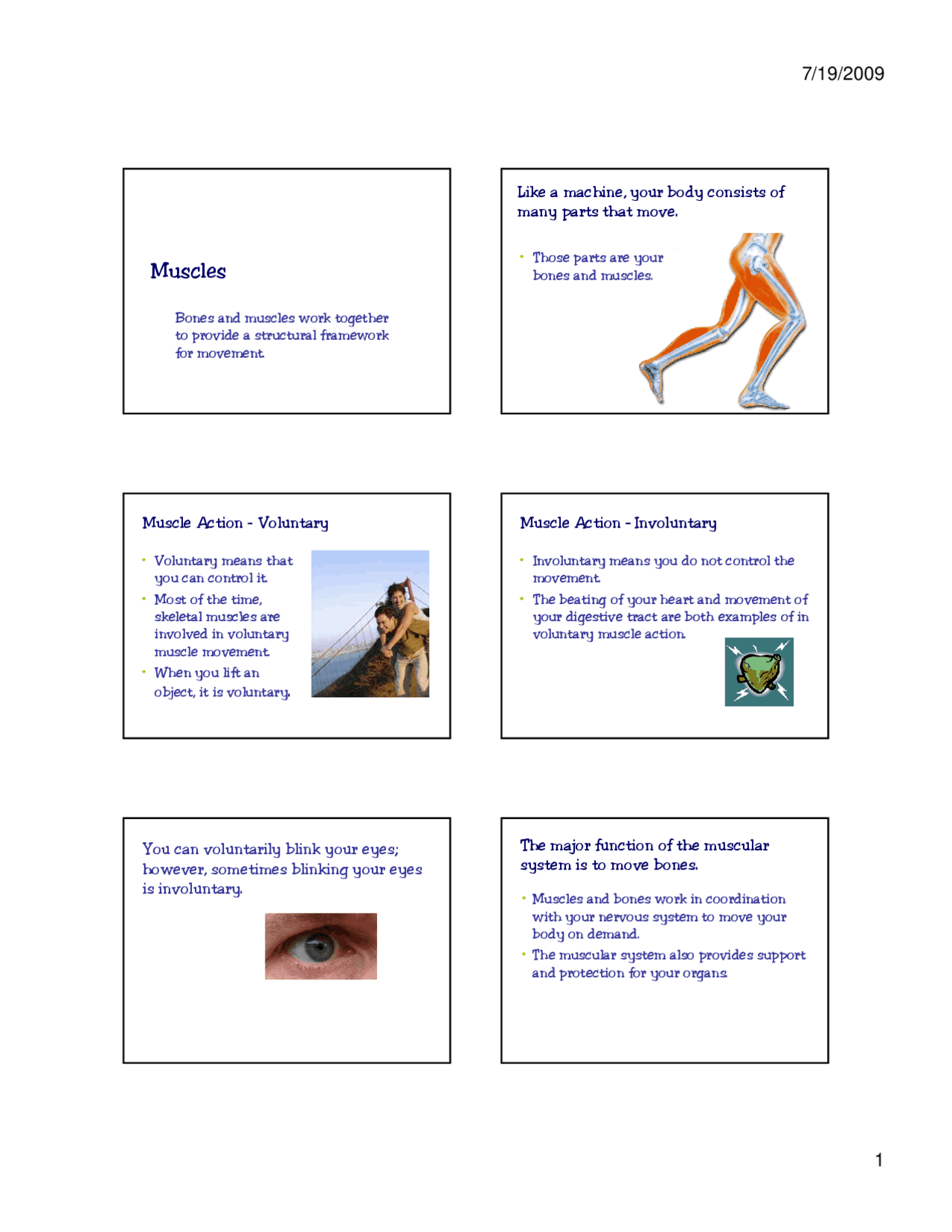 Musclespdf Slides Human Physiology Docsity