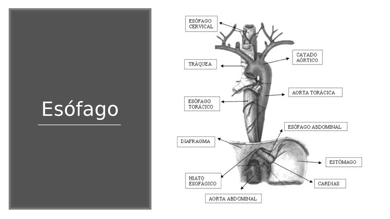 Presentacion en diapositivas de anatomia basica de bazo y esofago ...